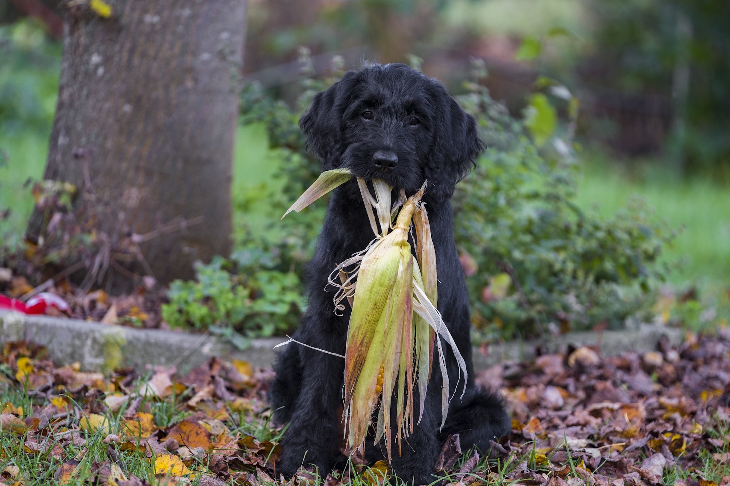 6 Festive Fall Foods That You Can Share With Your Dog | PawTracks