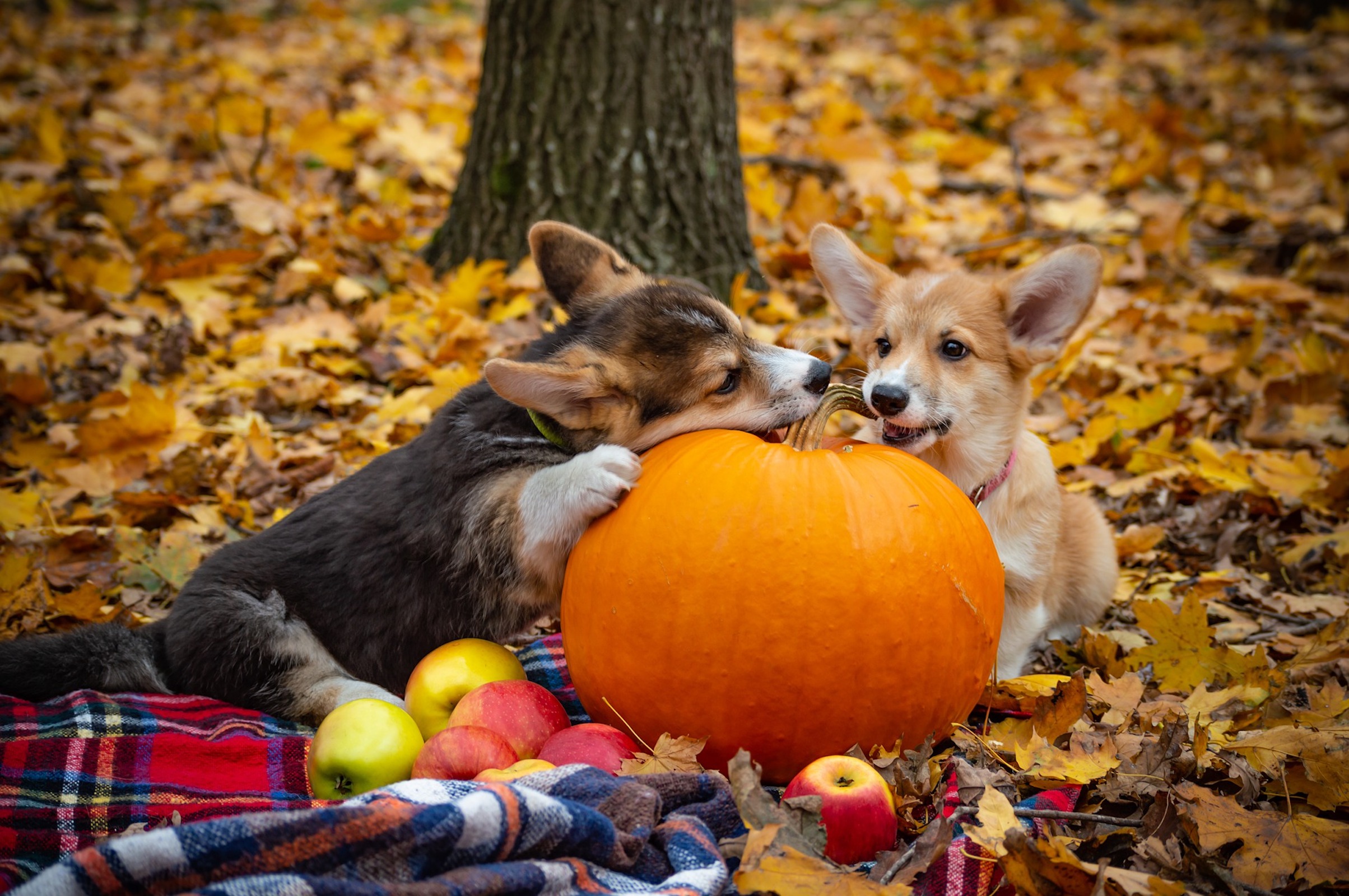 Can dogs eat pumpkin? Here's what to know | PawTracks