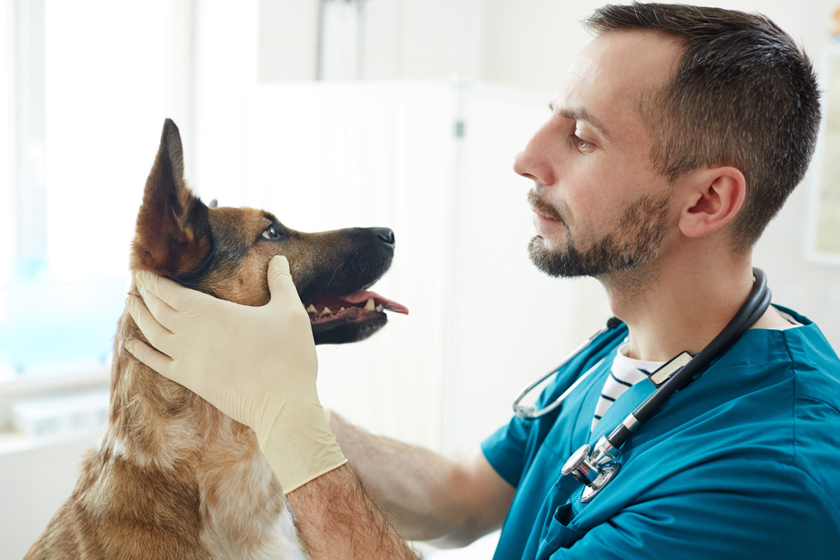 What you need to know about ataxia in dogs | PawTracks