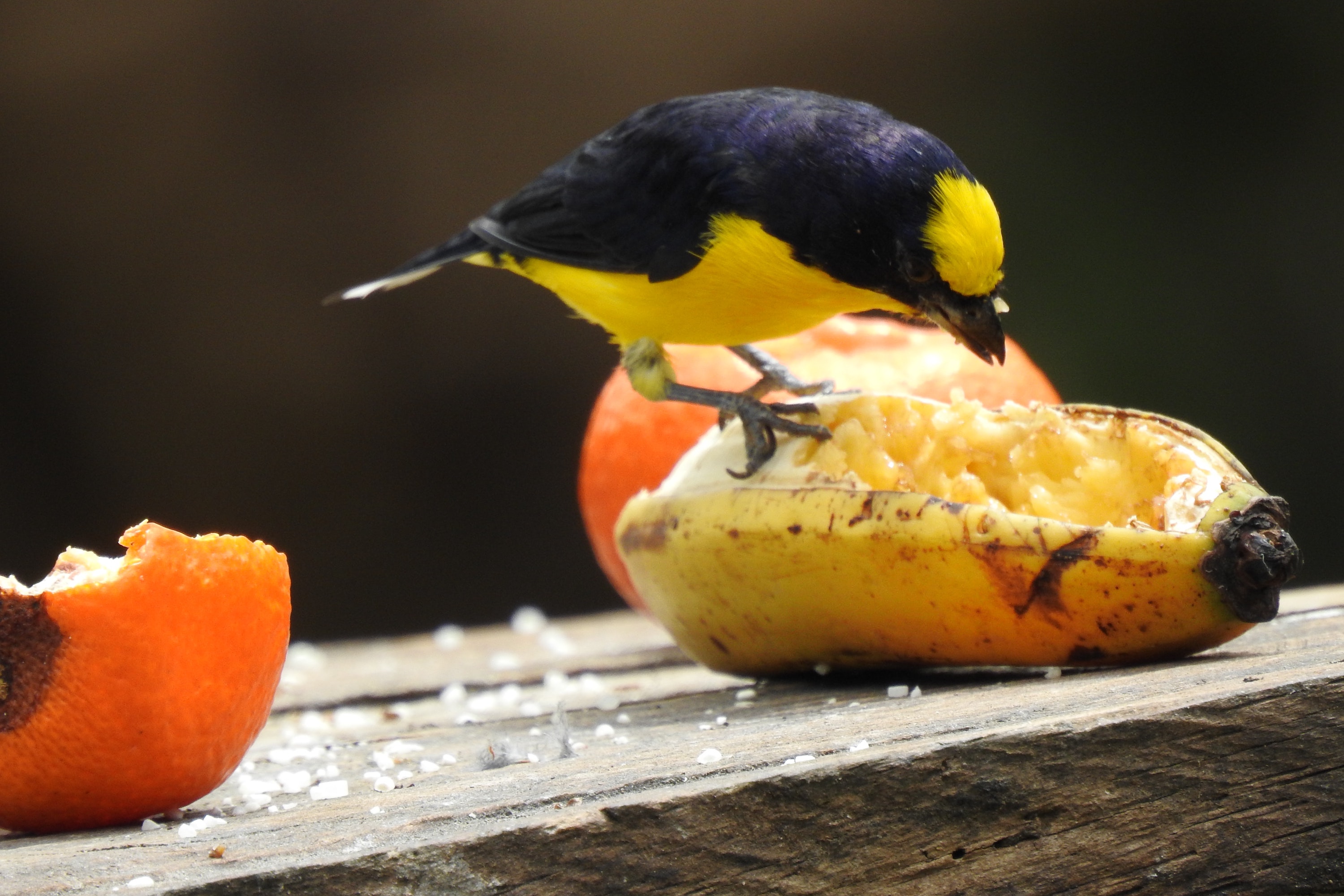 8 toxic food for birds you probably have in your home | PawTracks