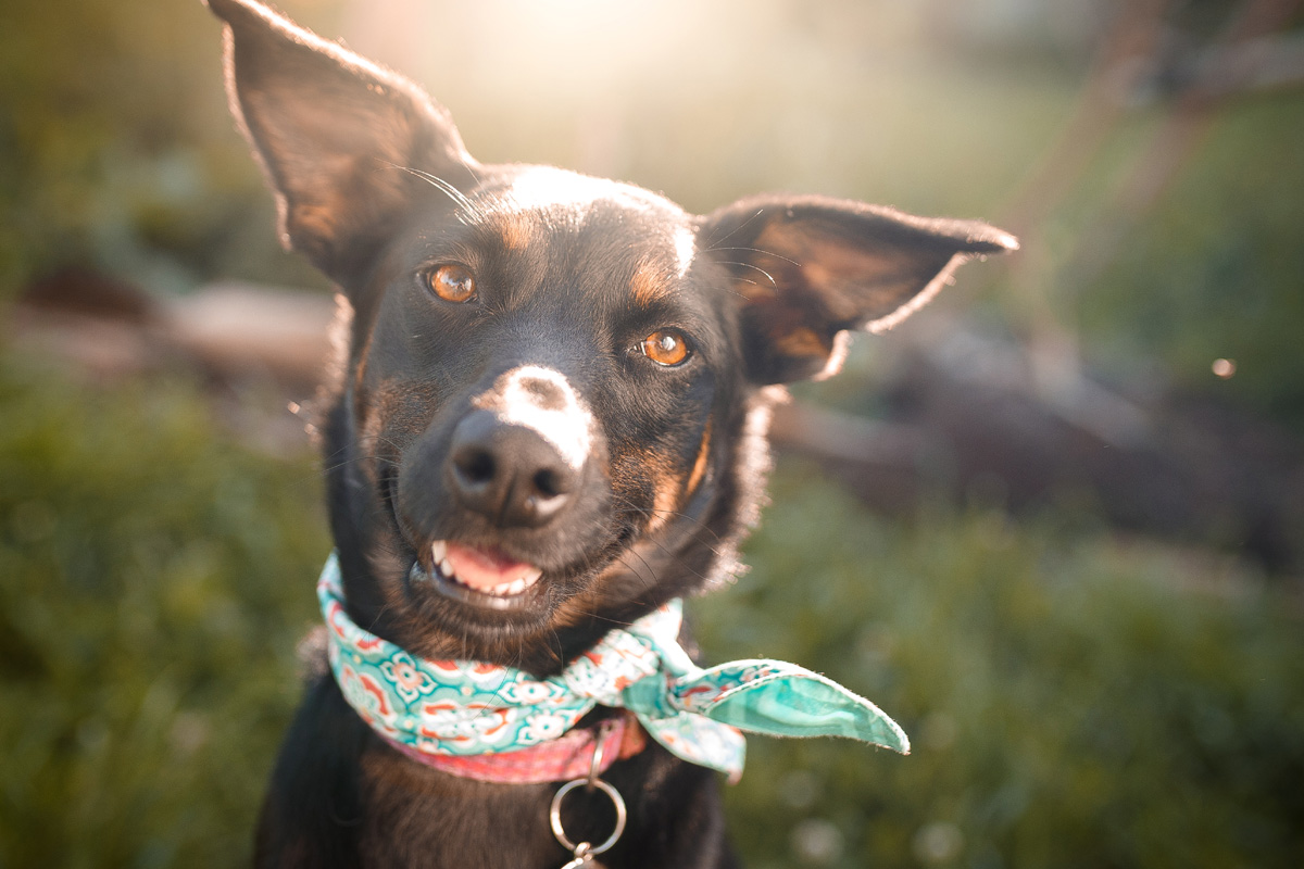 How you can identify your dog's breed easily | PawTracks