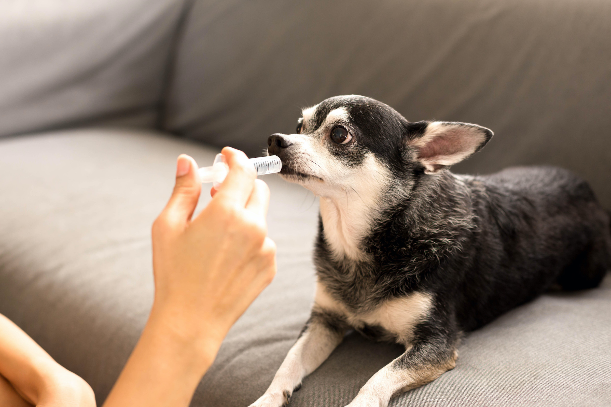 How to Make a Dog Throw Up Safely and Effectively, Right From Home ...