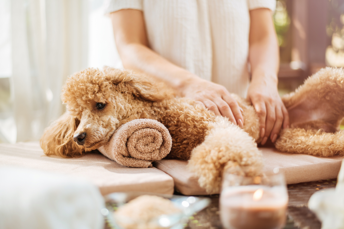 Pet pampering store