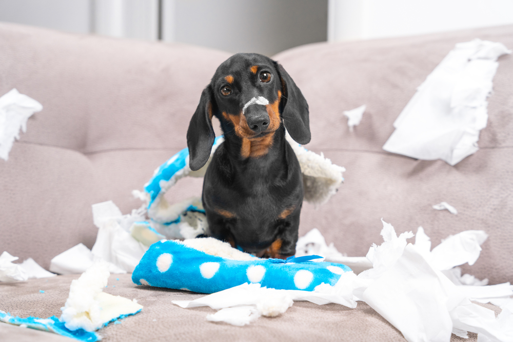 Stop making these awful mistakes when disciplining your dog | PawTracks