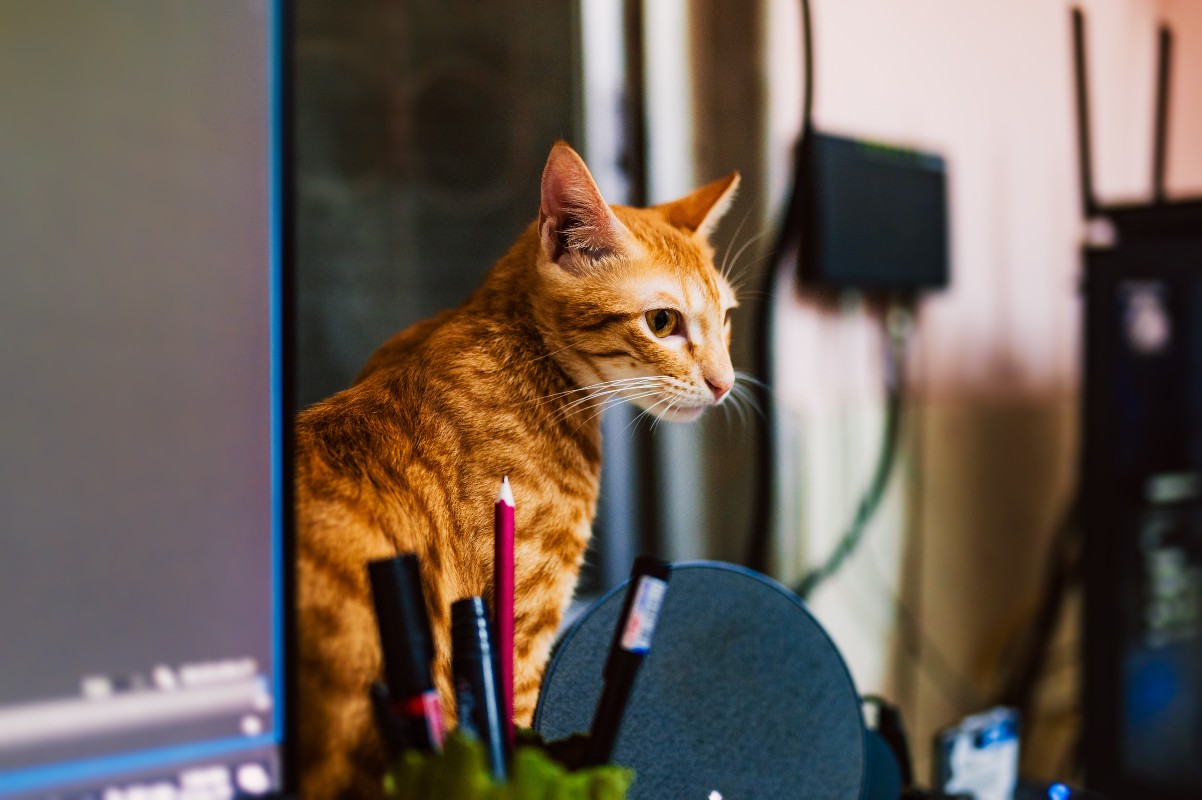 Why Cats Hate Owners Working From Home (And How to Deal) | PawTracks