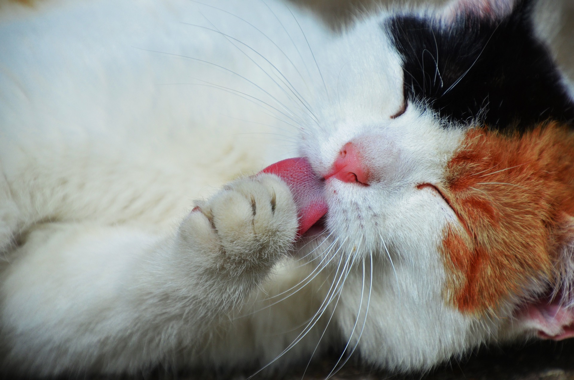 Here's What to Do If Your Cat Bites and Chews His Nails | PawTracks