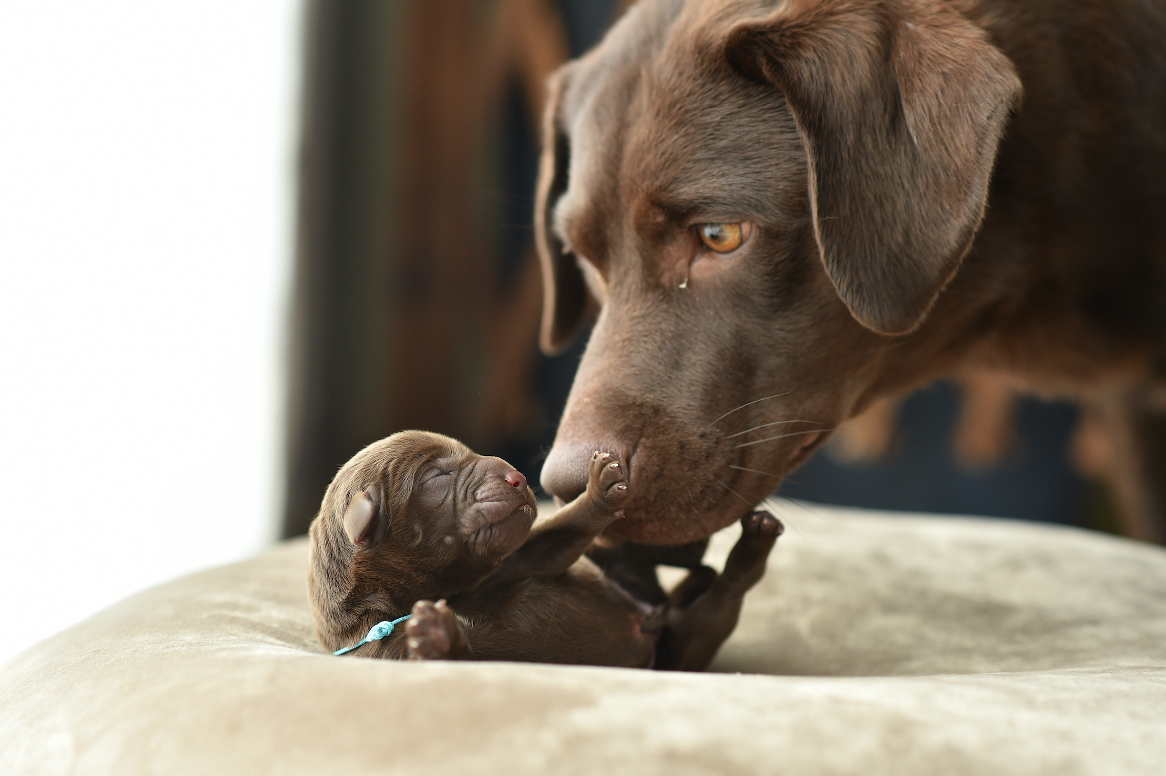 5 Vital Steps For Taking Care Of Newborn Puppies | PawTracks