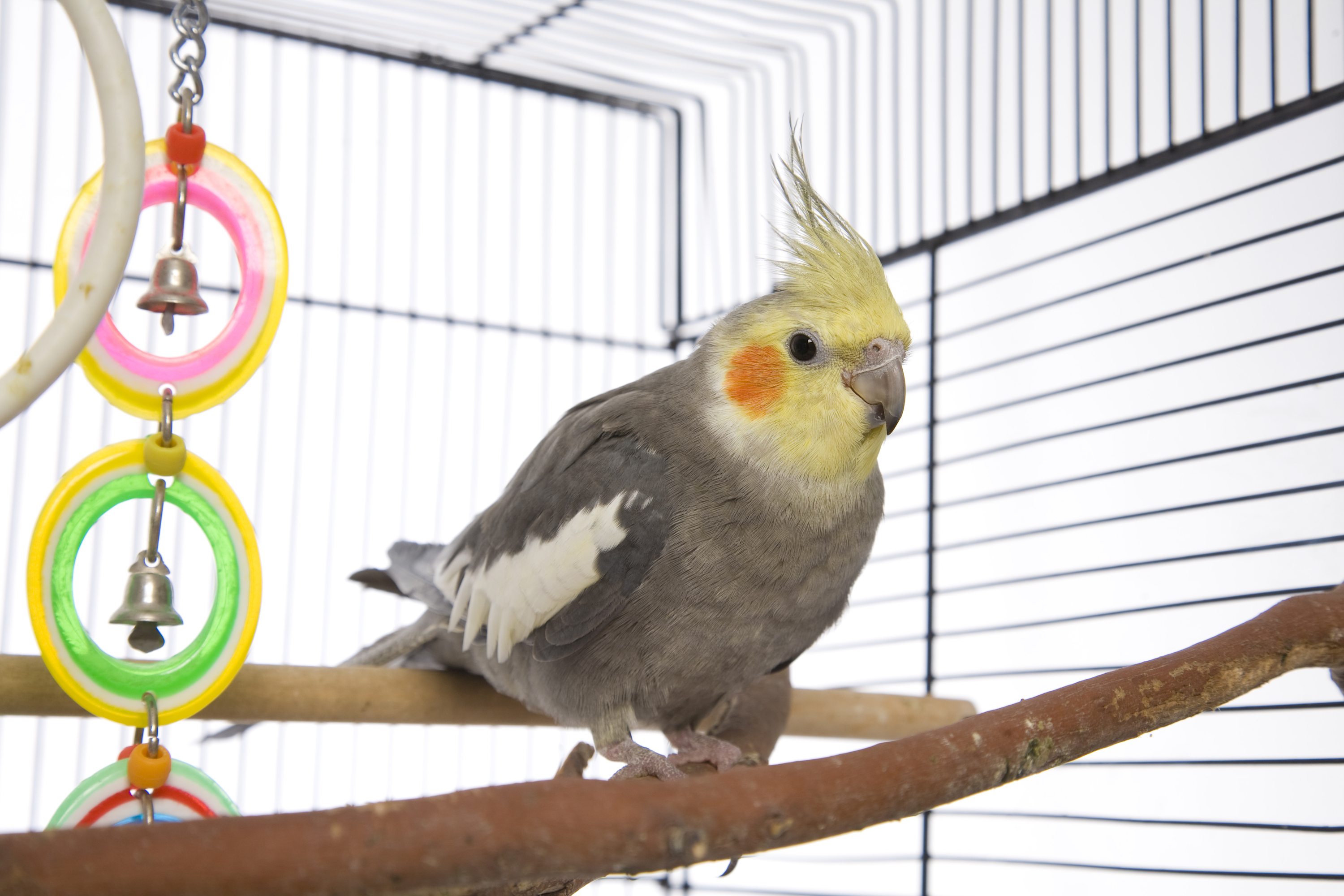 This Is How To Make a Natural Perch for Your Bird Cage | PawTracks