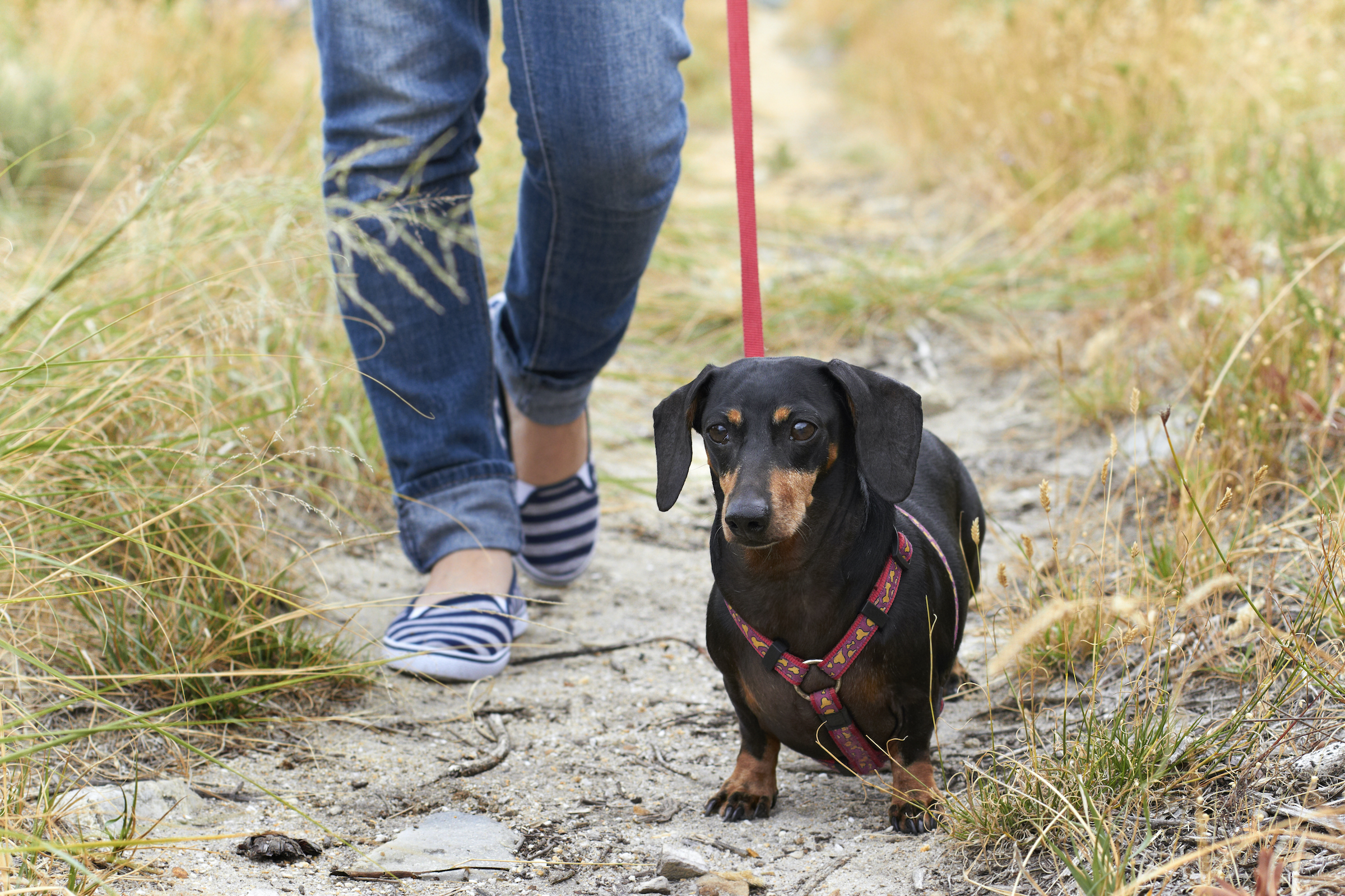 Dachshund Takes His Sweet Time On Walks And We Are Loving It | PawTracks