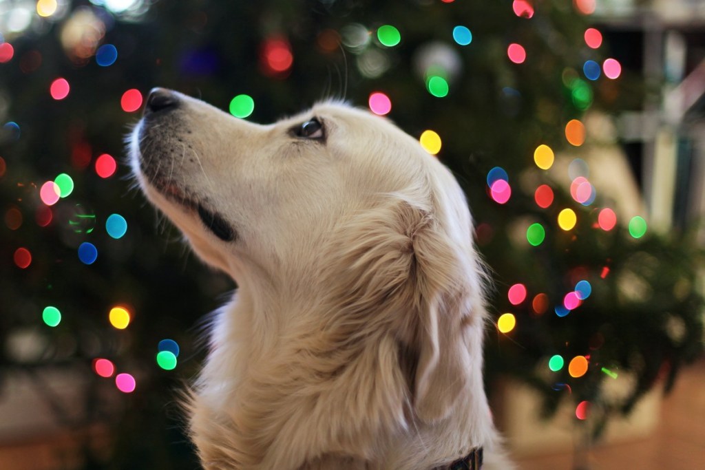 6 Fun Holiday Activities For Dogs And Humans To Do Together PawTracks 6-fun-holiday-activities-for-dogs-and-humans-to-do-together-pawtracks