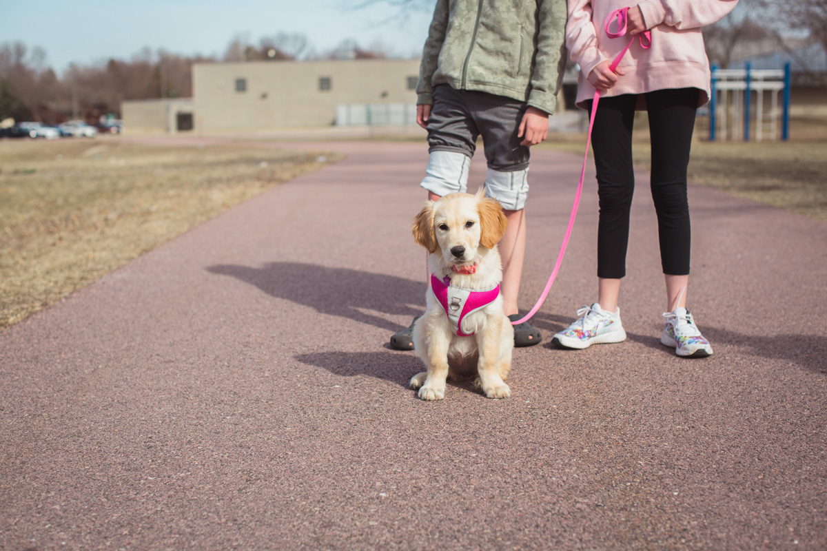 How To Know When Your Pup Is Ready To Take Walks | PawTracks