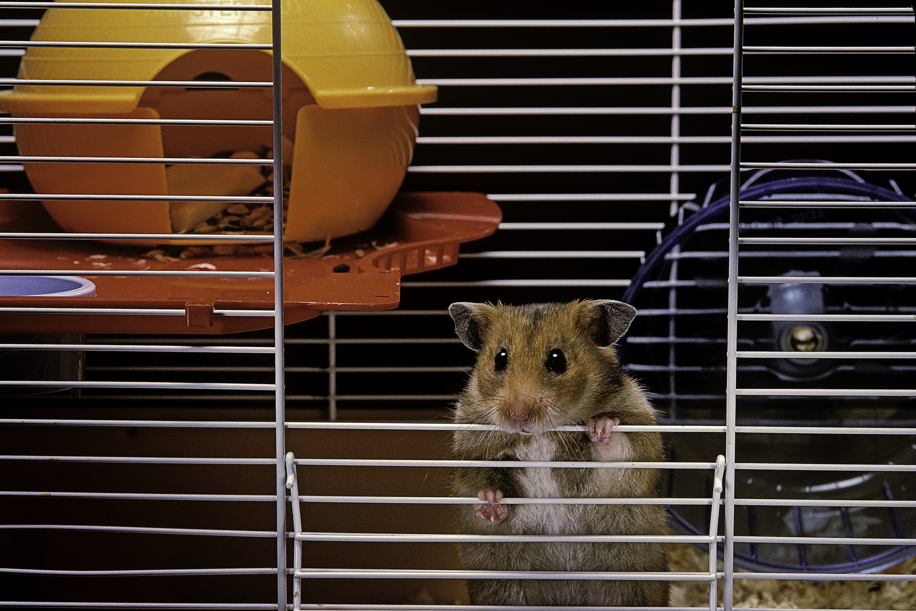 Try These Things to Find Your Hamster if He Escapes | PawTracks