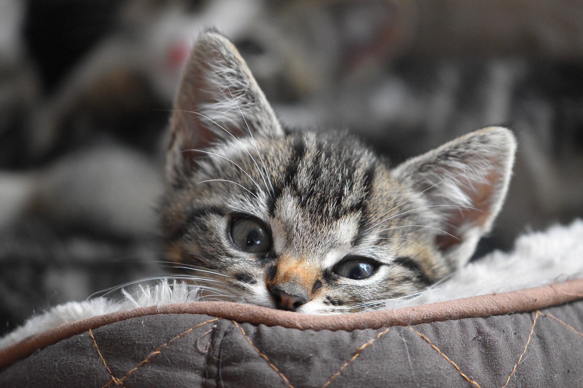 As Your Kitten Grows, Be Prepared for These Behavior Changes | PawTracks