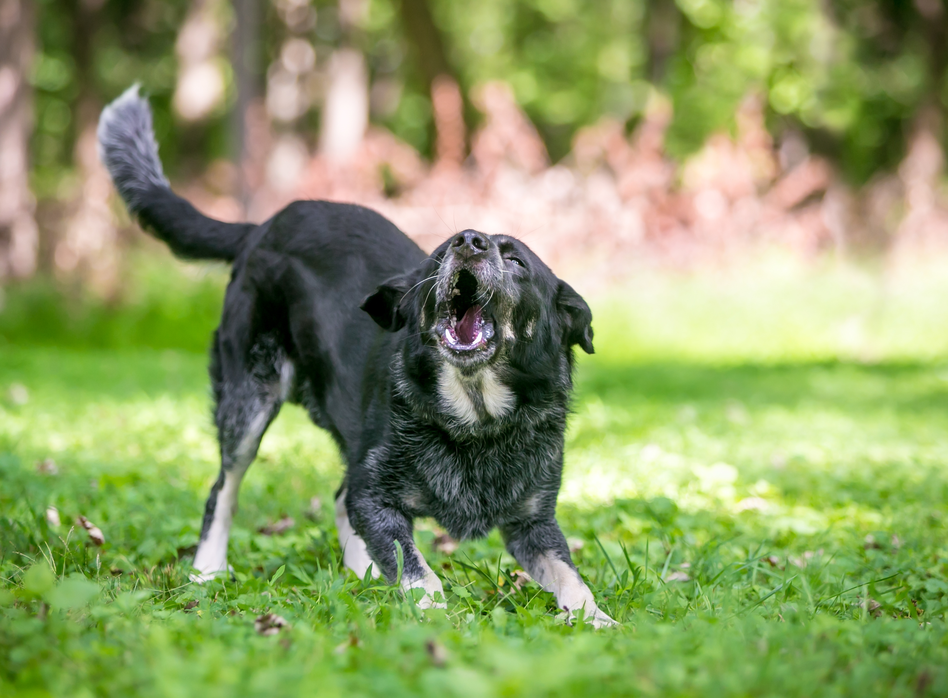 Why won't my dog bark? Why and when to be concerned | PawTracks