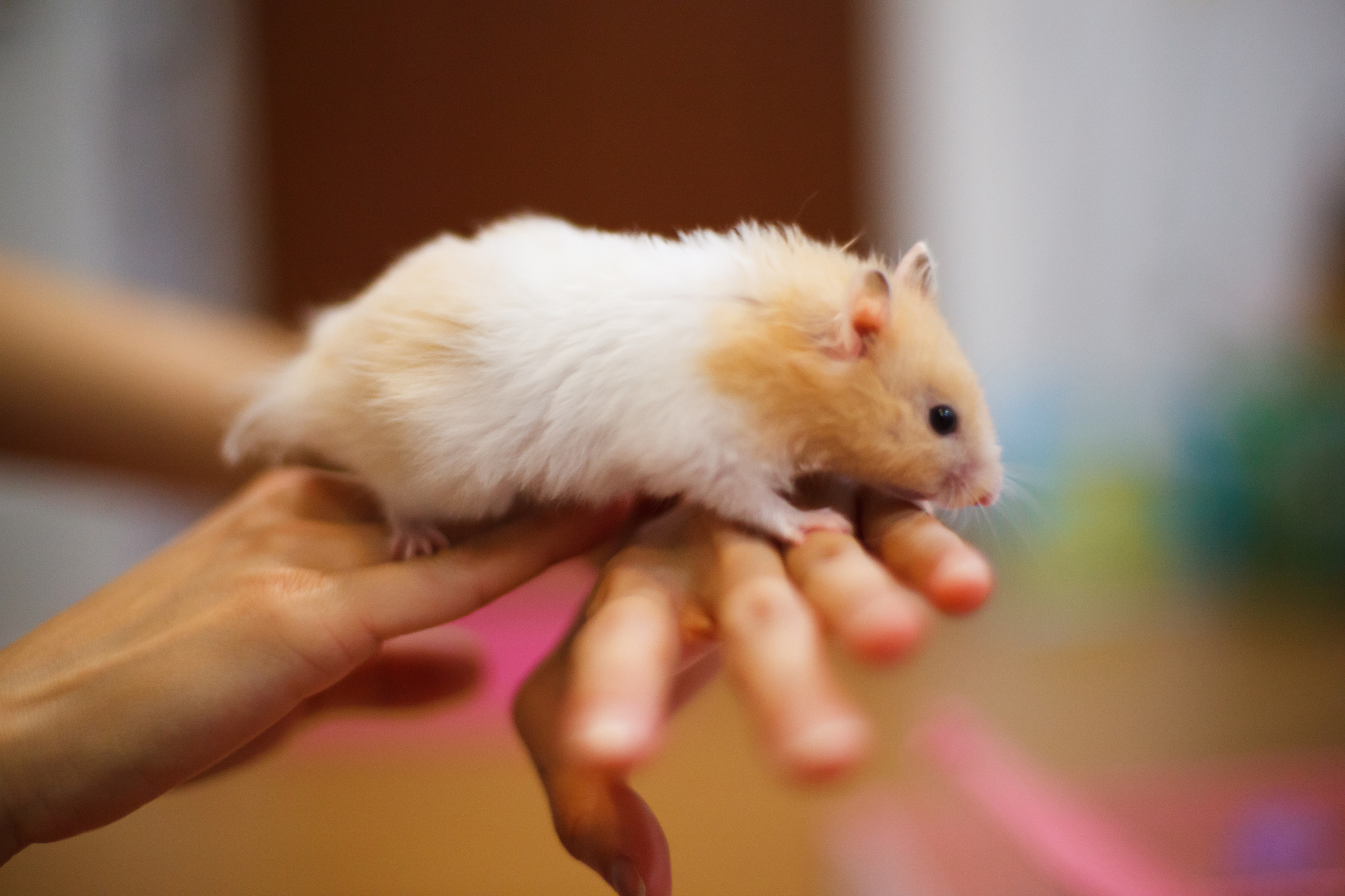 These Are The 5 Species Of Hamsters You Should Know | PawTracks
