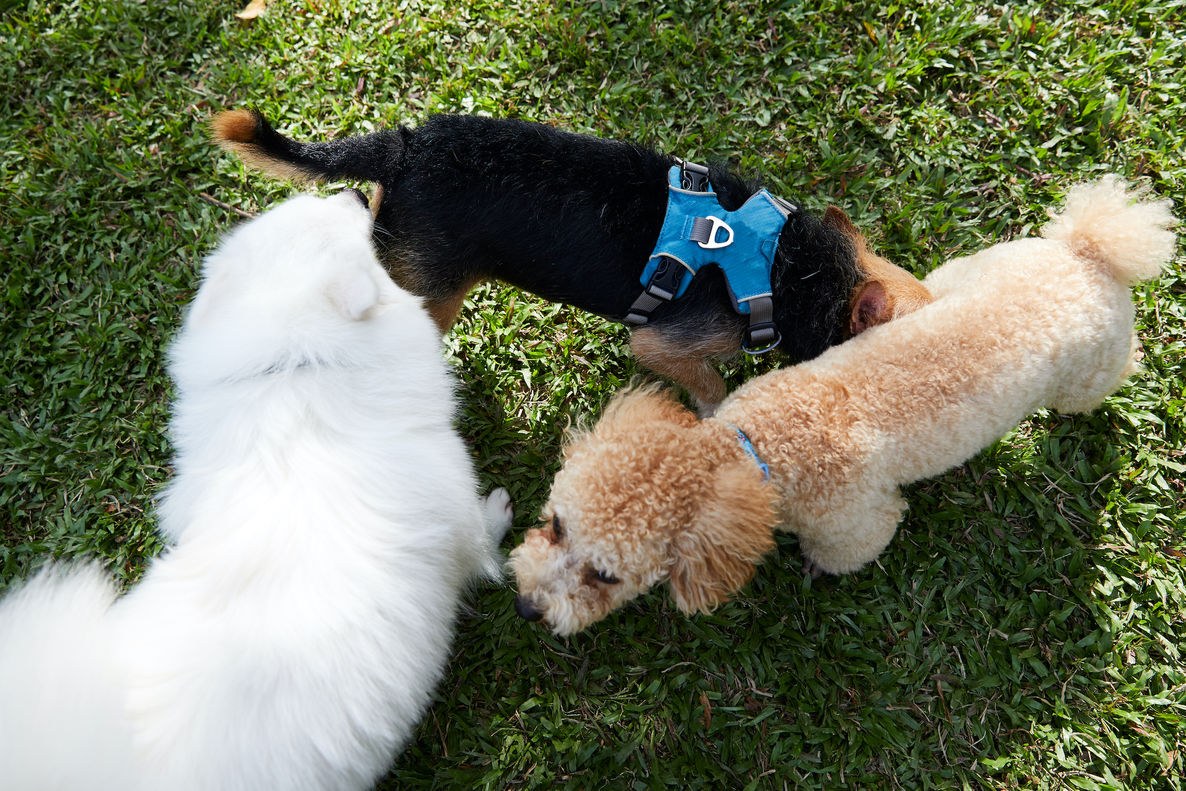 The Truth About Why Dogs Sniff Each Other's Butts | PawTracks