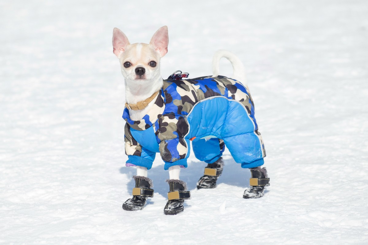 Chihuahua winter boots store