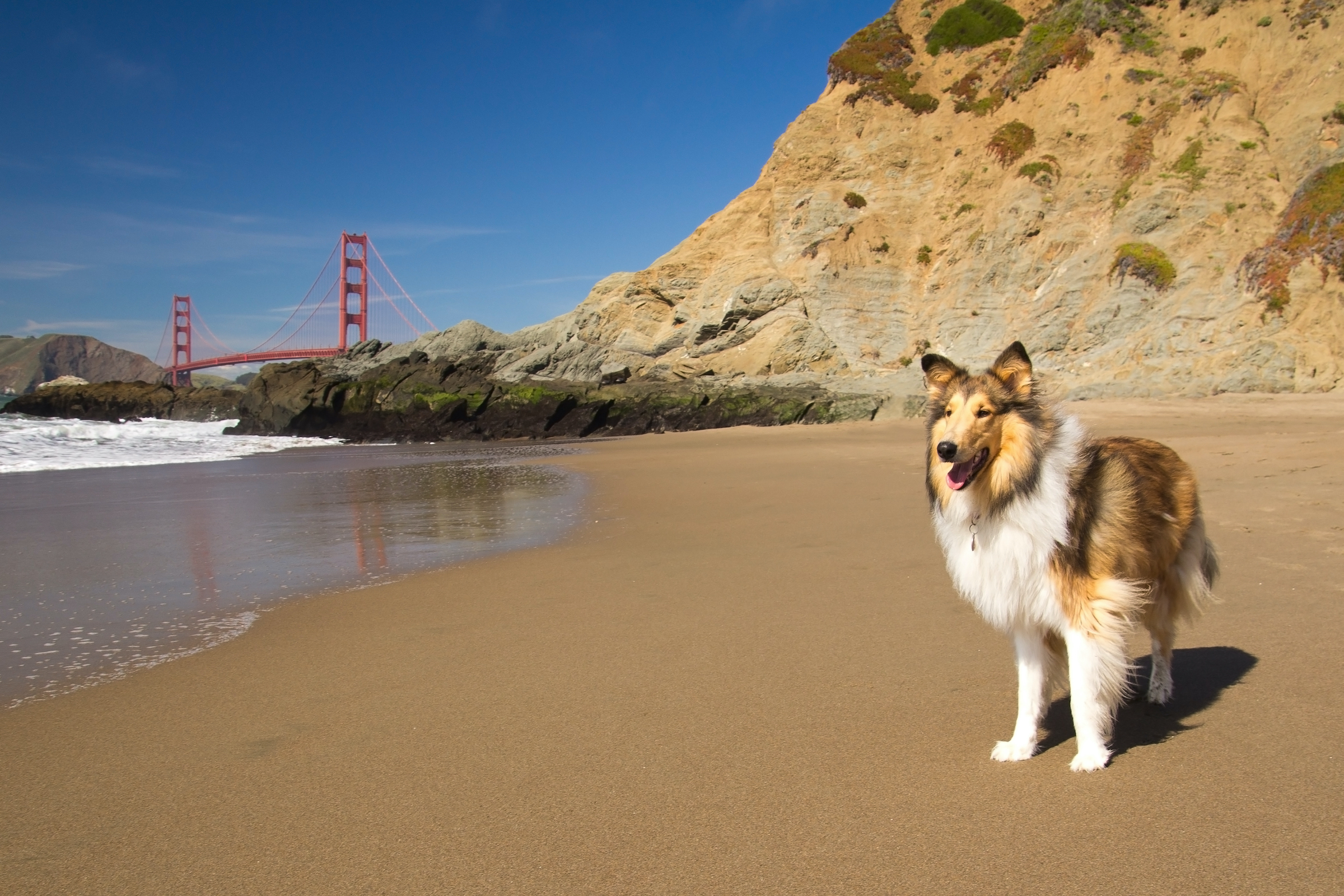 5 Dog-Friendly Places to Visit in California This Winter | PawTracks
