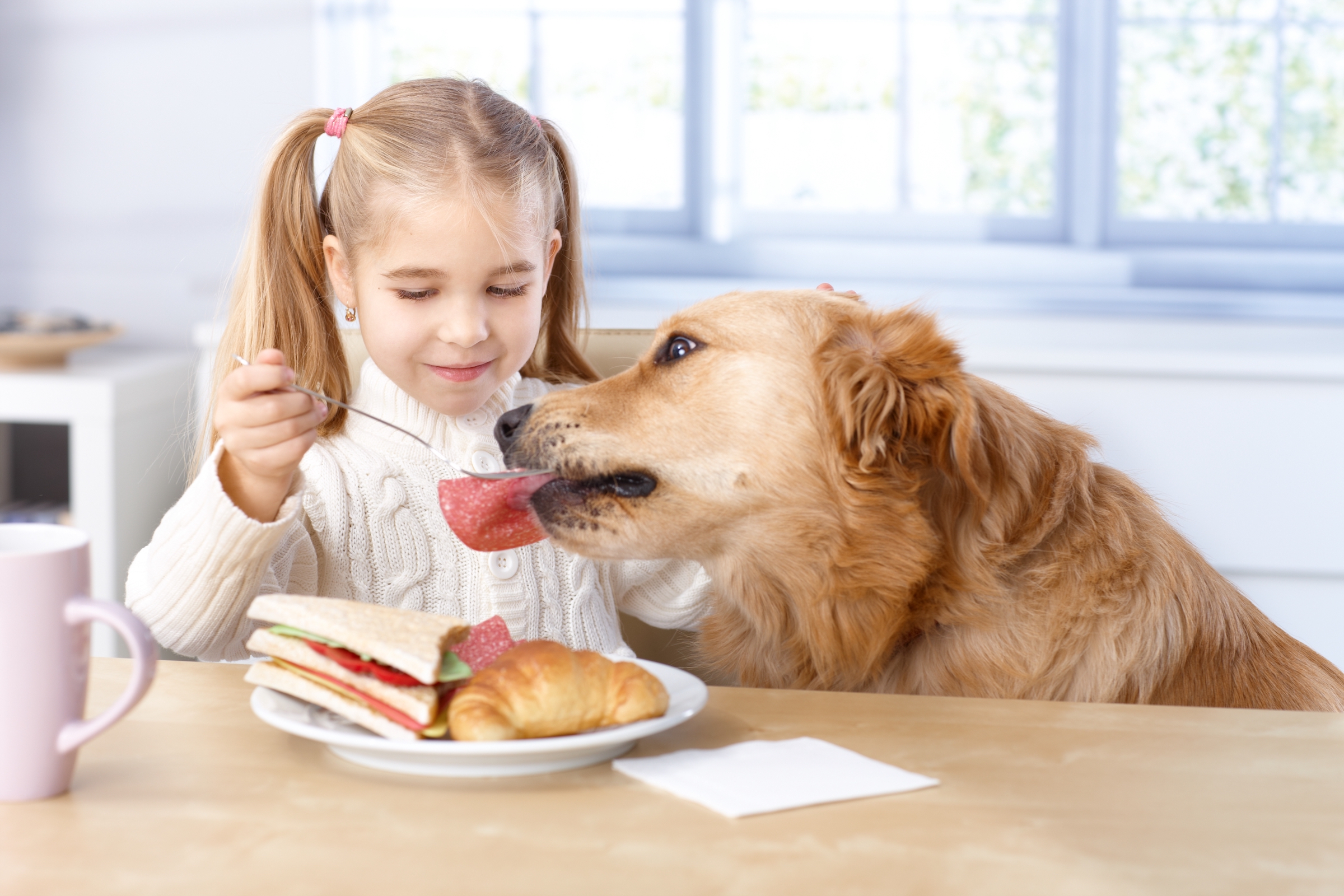 10 human foods that are safe to share with your dog | PawTracks