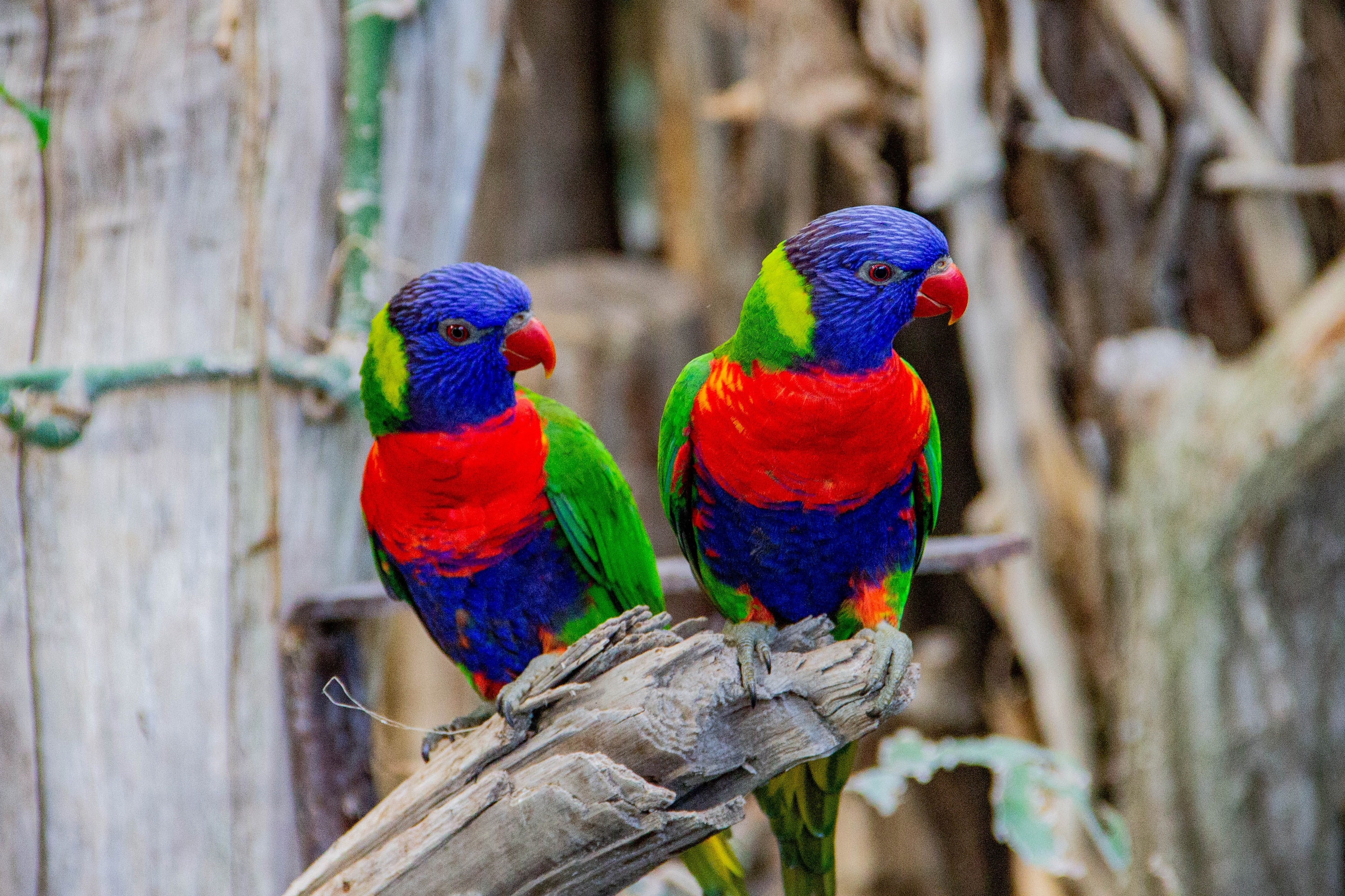 Here Are The 5 Reasons Parrots Bob Their Heads | PawTracks