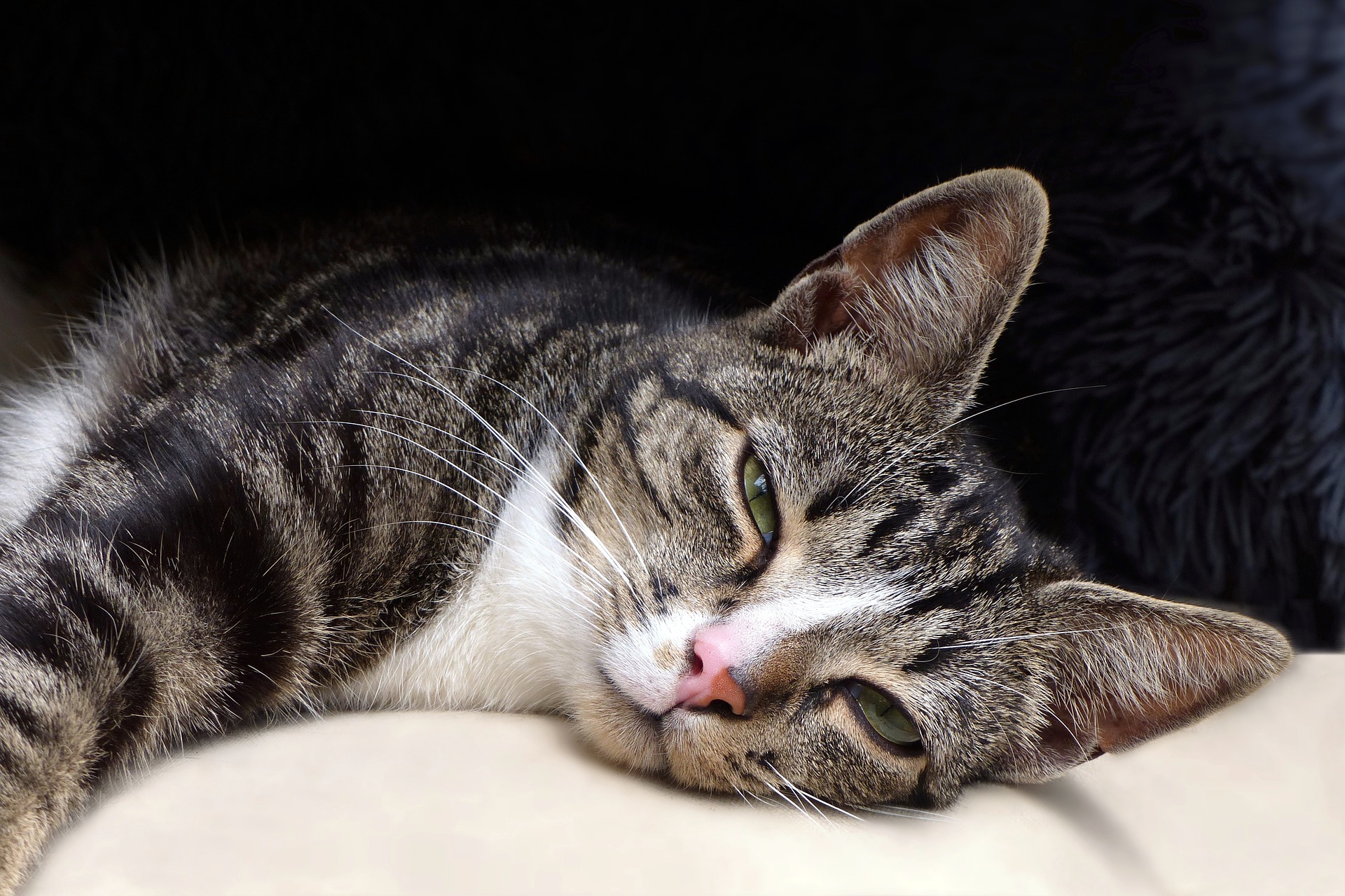 Here's What Your Cat's Slow, Relaxed Blinking Really Means | PawTracks