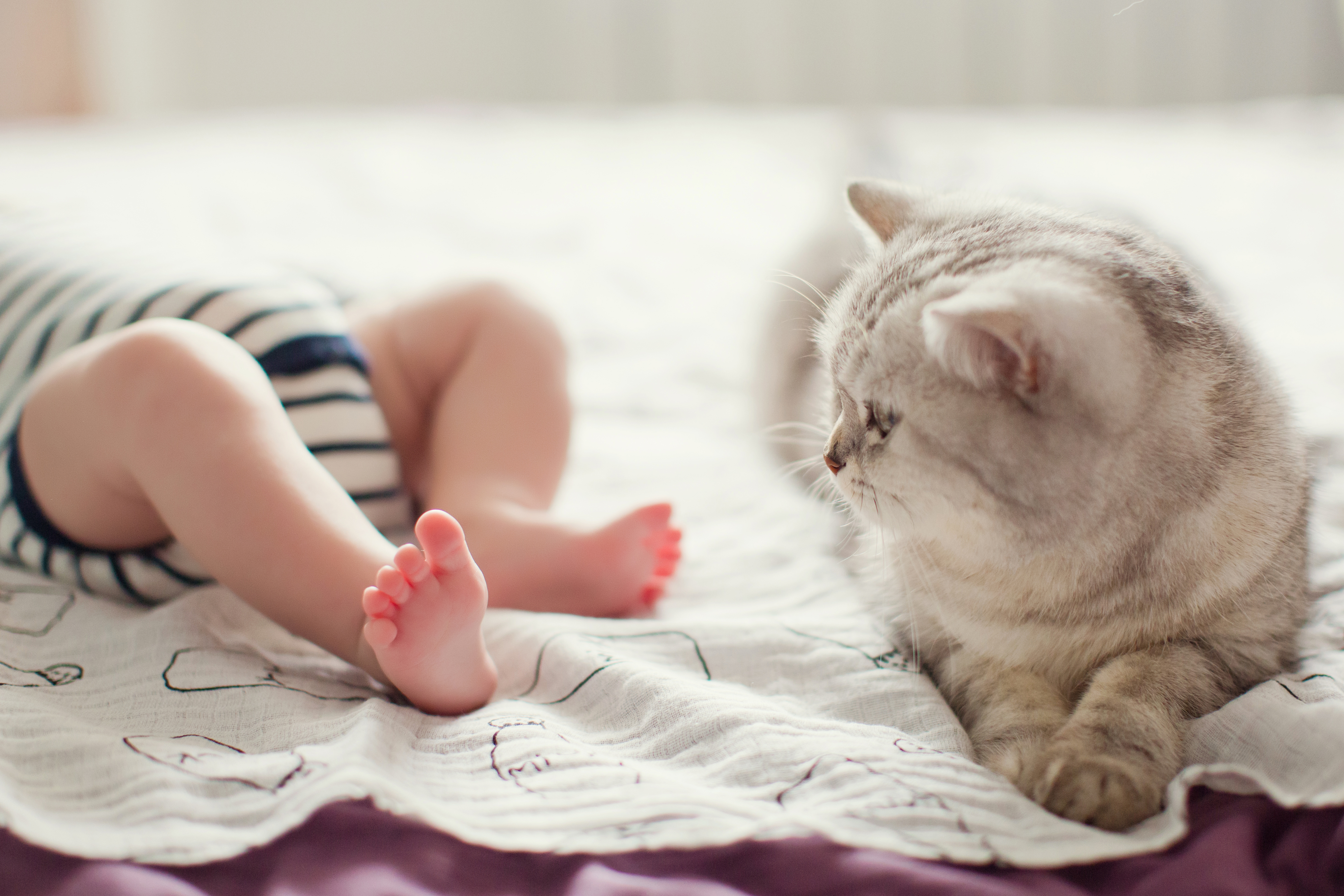 Cat Introduces Kitten to Human Baby In Adorable Video | PawTracks