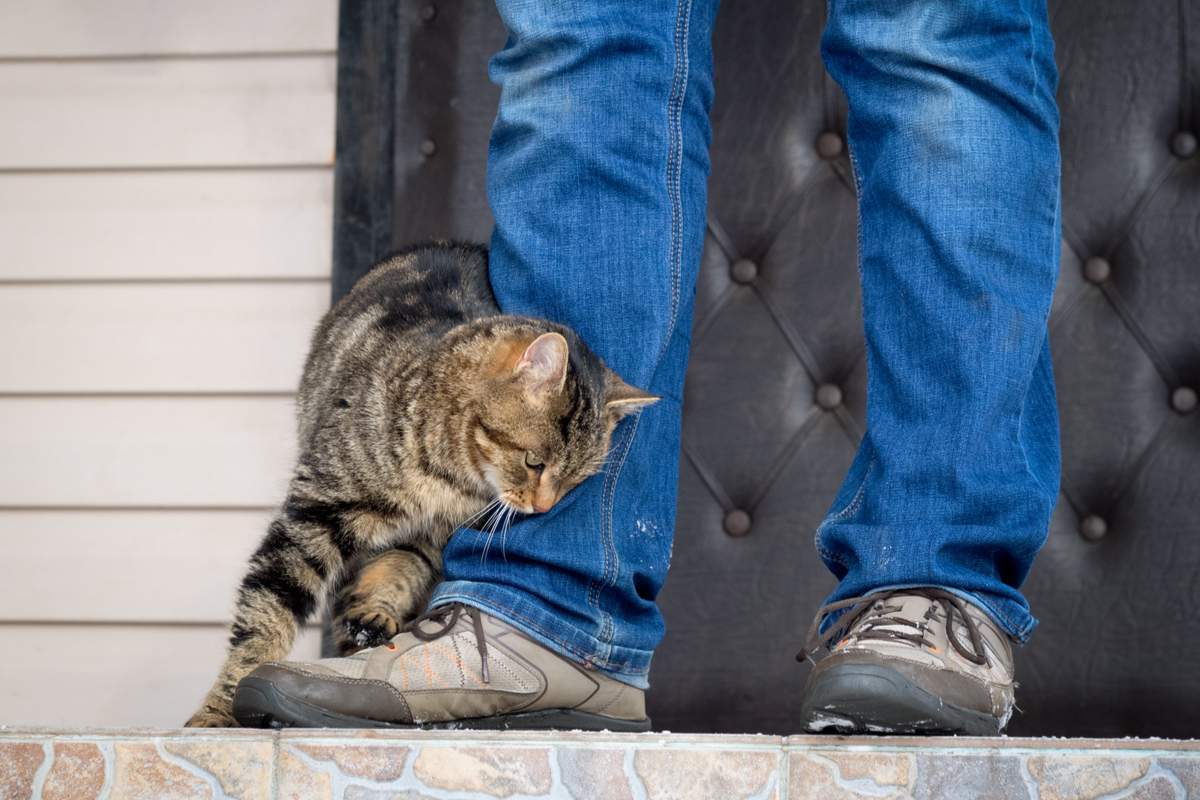 Why Scruffing A Cat Is Something You Should Never Do | PawTracks