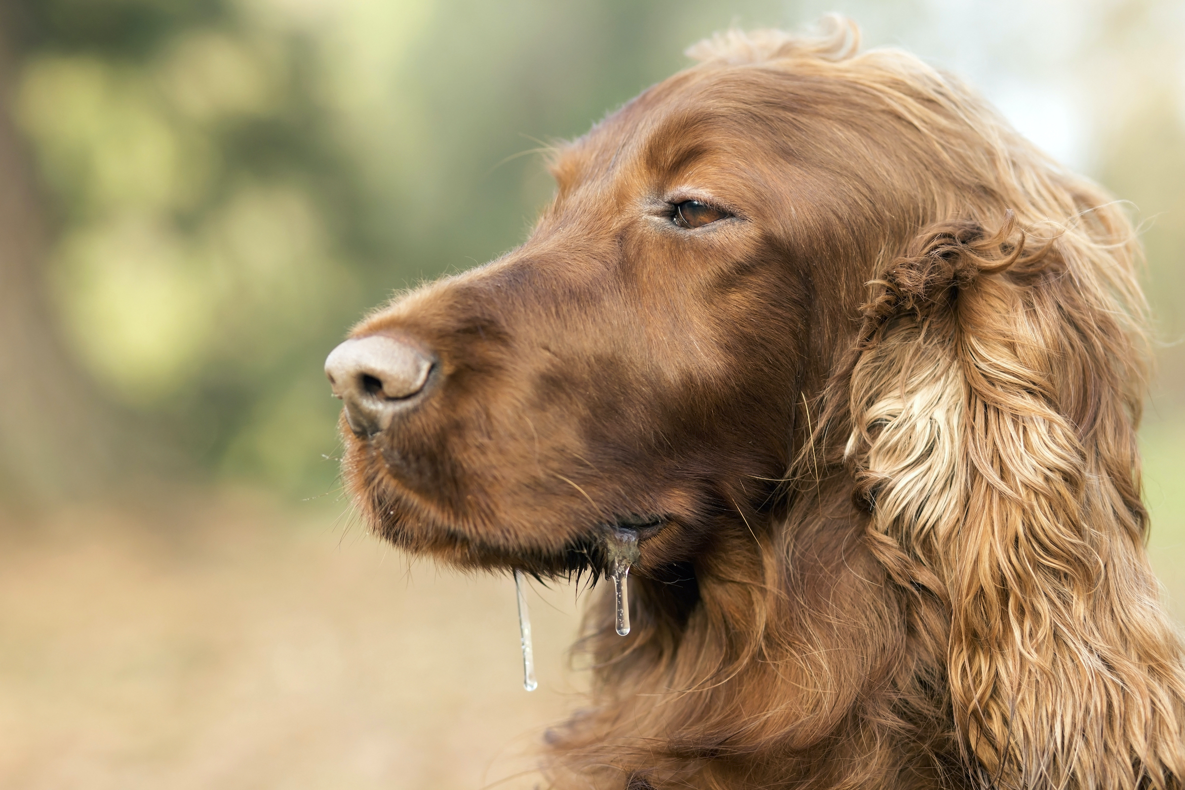 English Setters: Lifespan, Friendliness, Health, and More | PawTracks