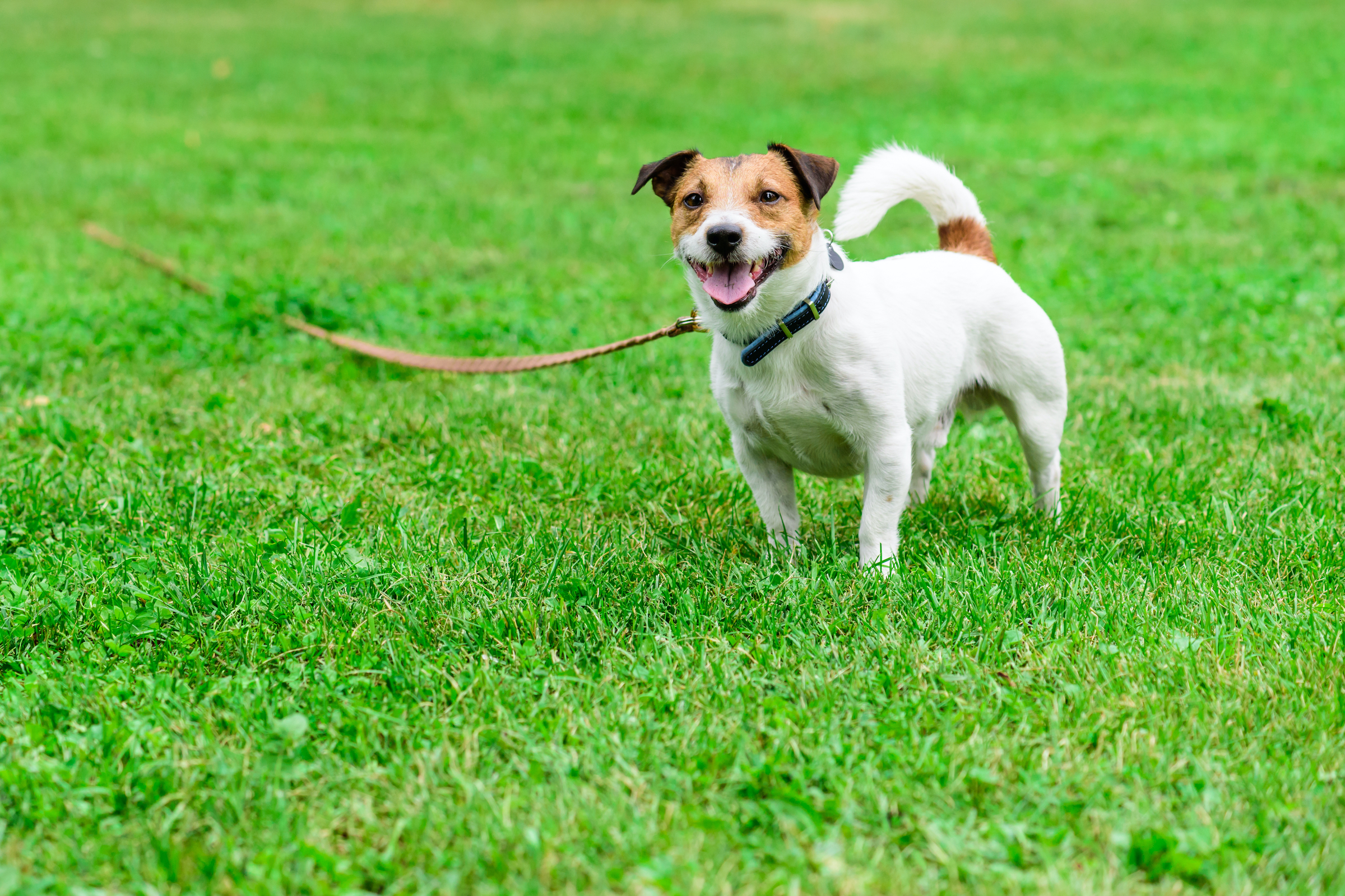 This is the fastest dog breed | PawTracks