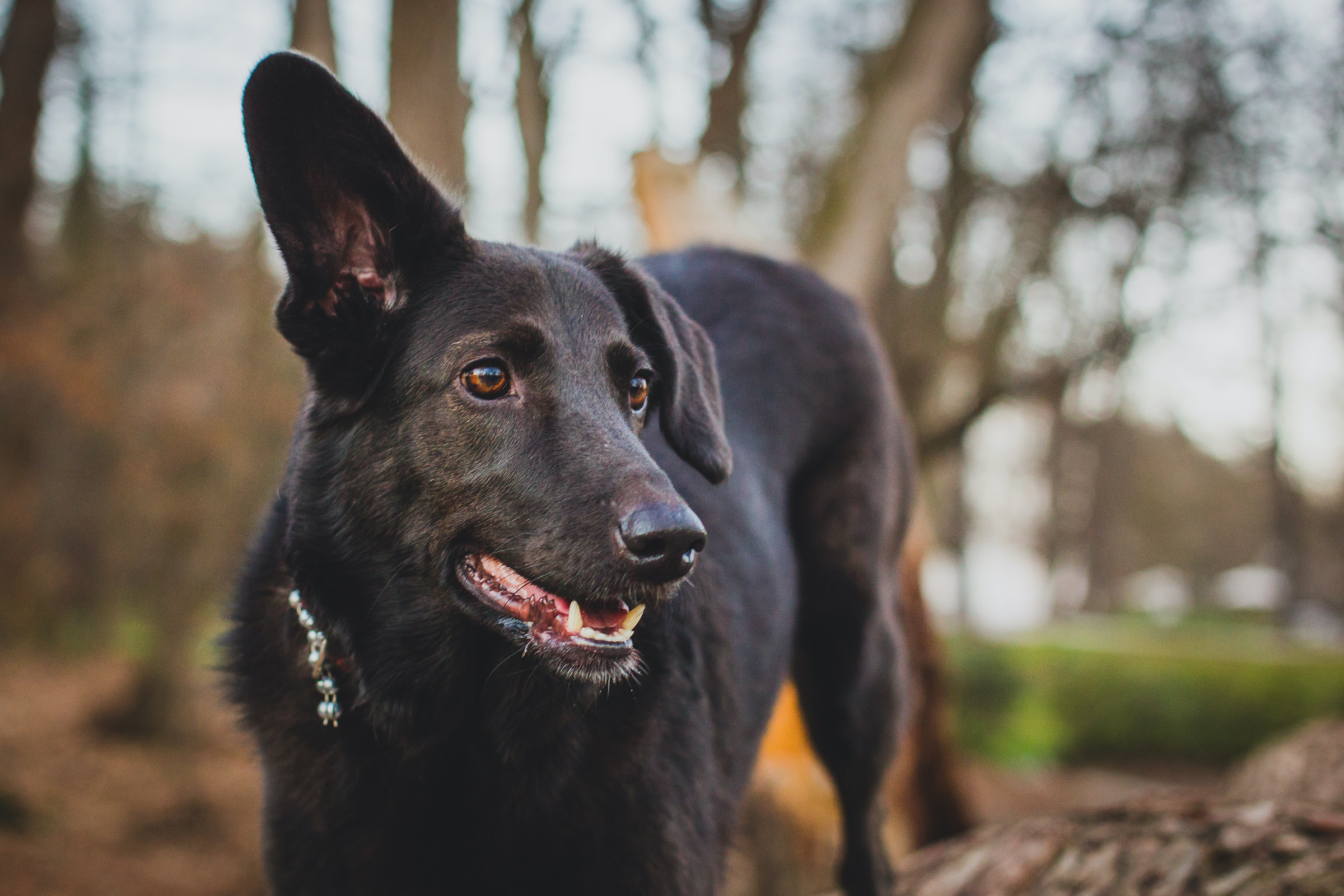 Dog Breeds That Have Highly Sensitive Ears | PawTracks