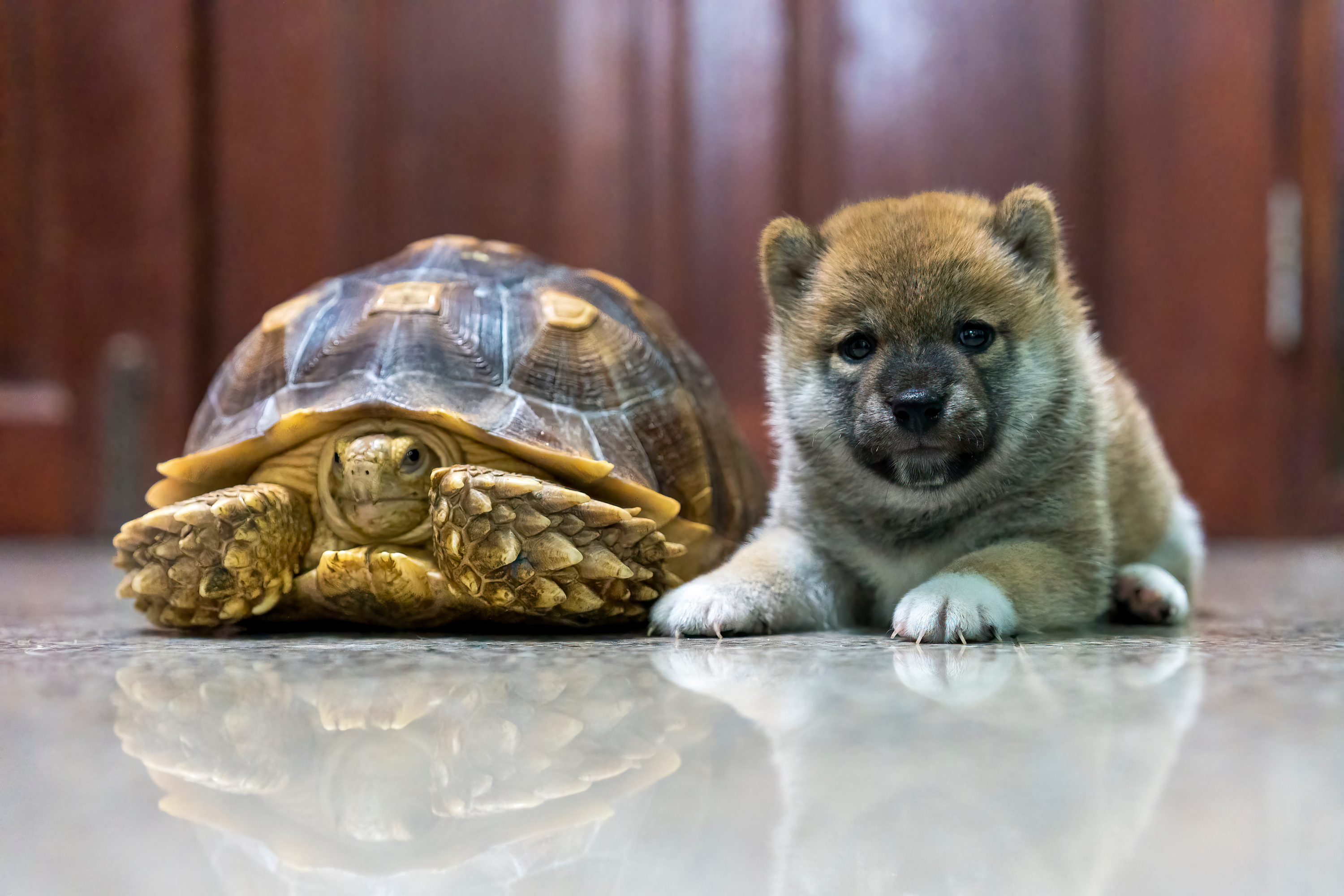 This Puppy's Friendship With A Tortoise Is Just Too Cute | PawTracks