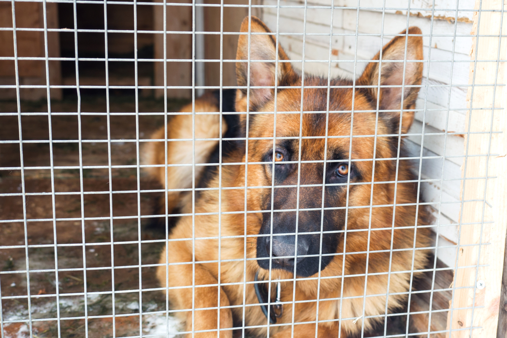 Can You Crate Train A German Shepherd PawTracks Can You Crate Train A German Shepherd PawTracks