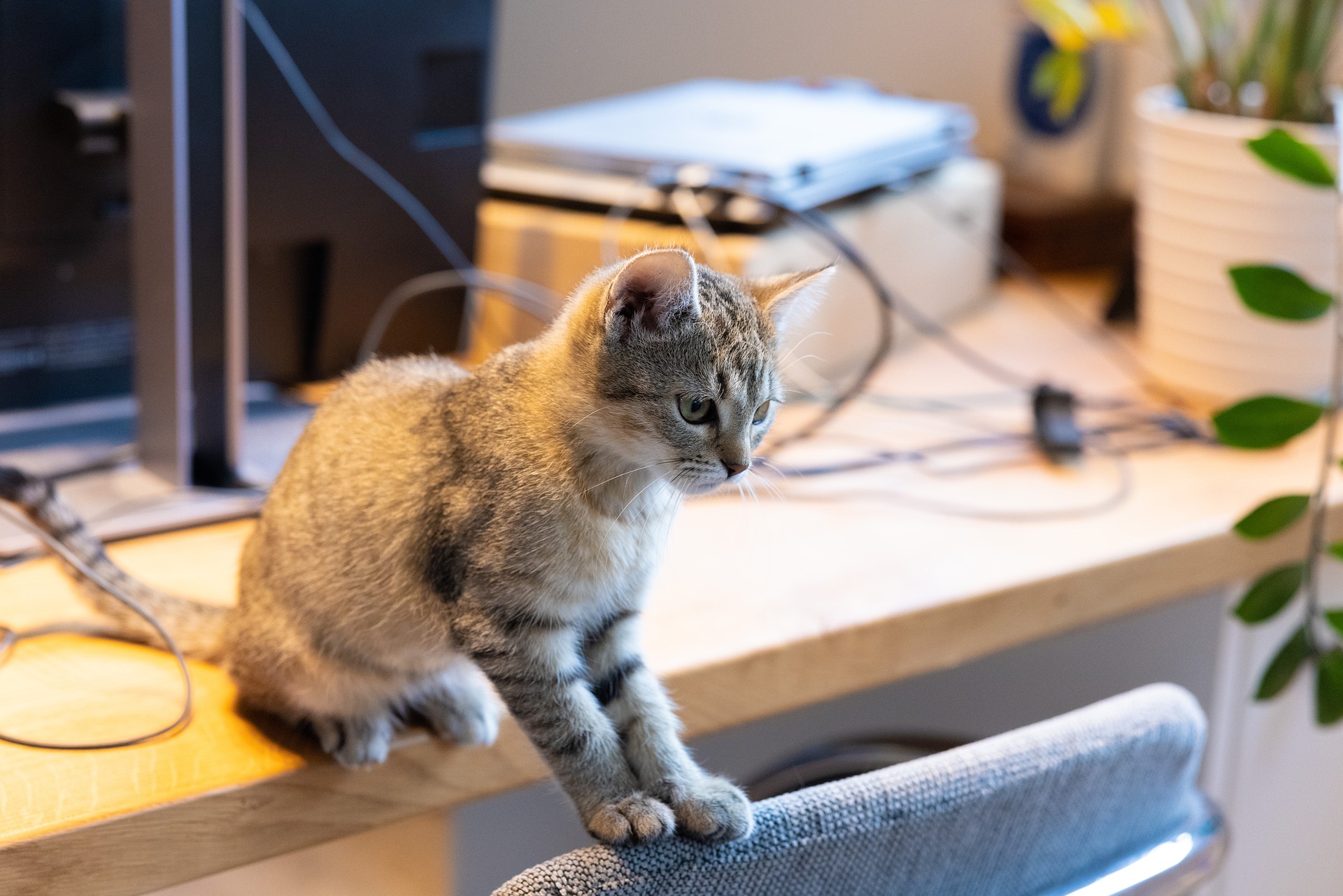 Cats at the Office Will Become the Next Cat Craze | PawTracks