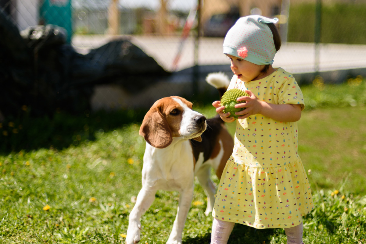Are Beagles Good With Kids Or Toddlers
