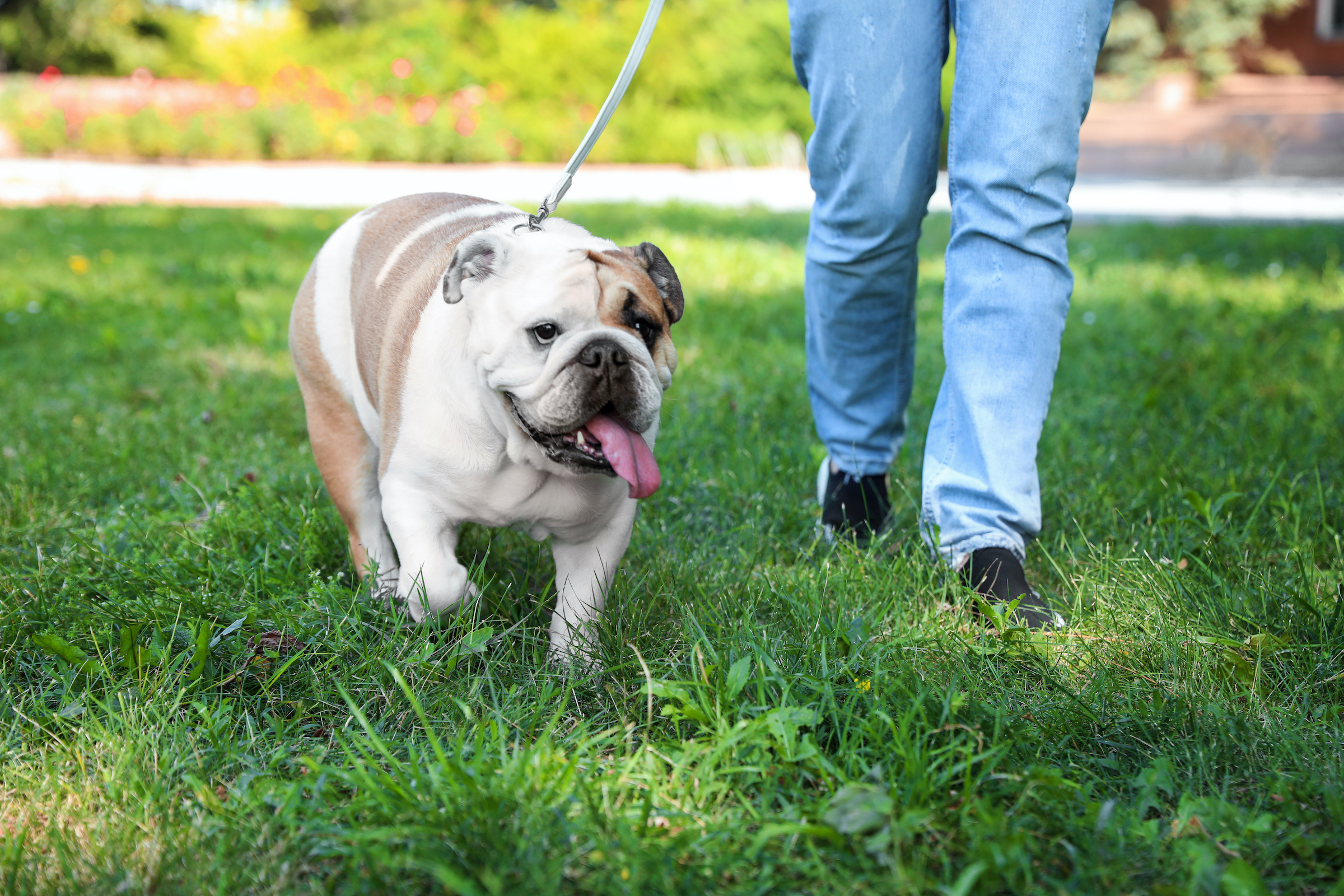 English Bulldog Walking Tips You Need Today | PawTracks