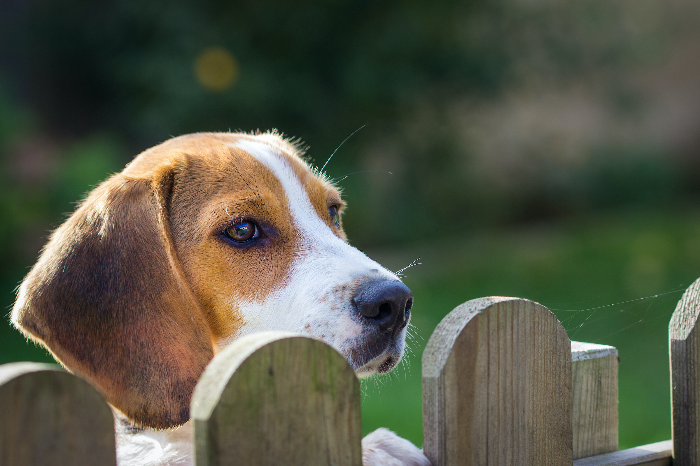 5 Ways to Dog-Proof Your Fence | PawTracks