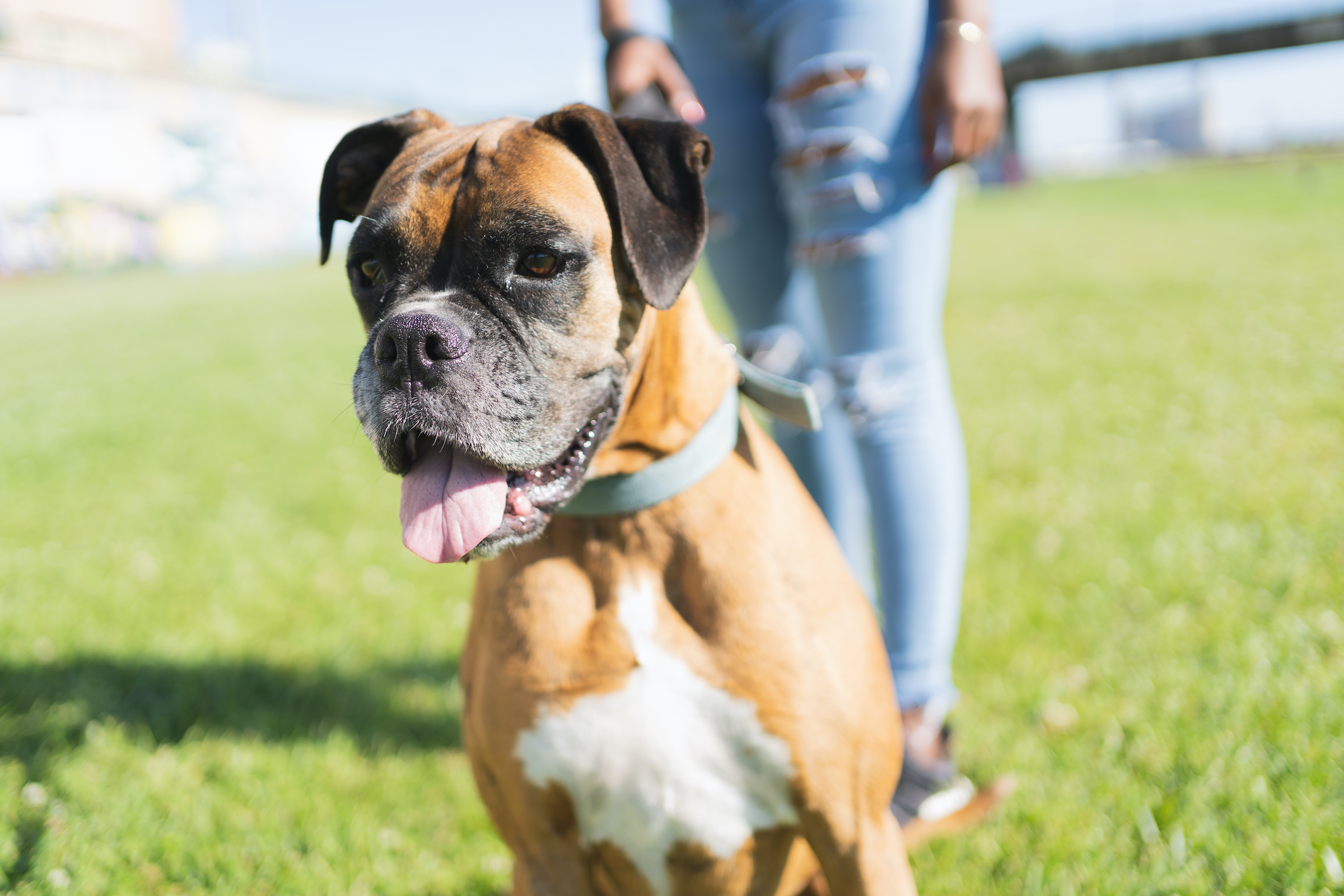 Does Your Dog Have ADD? Hyperactive Dog Symptoms To Look For | PawTracks