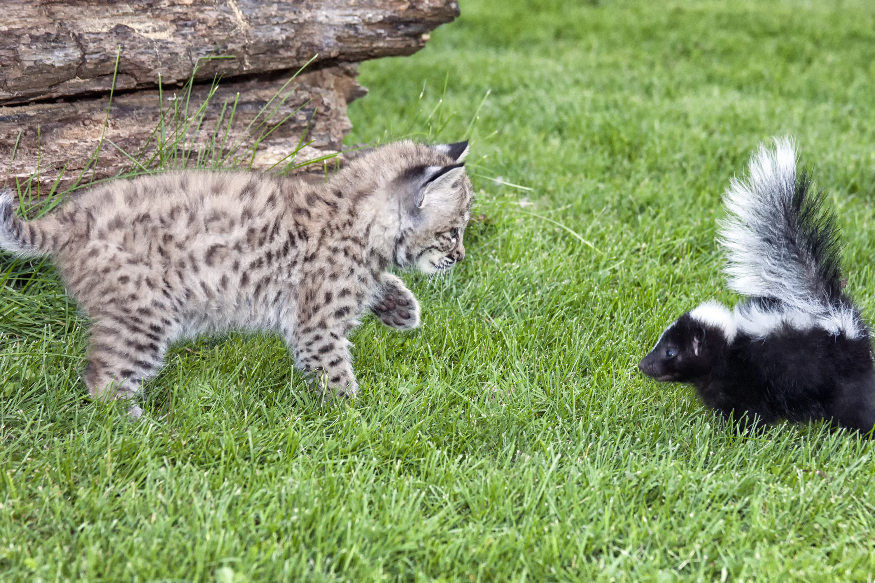 PawTracks | The ultimate pet owner's guide