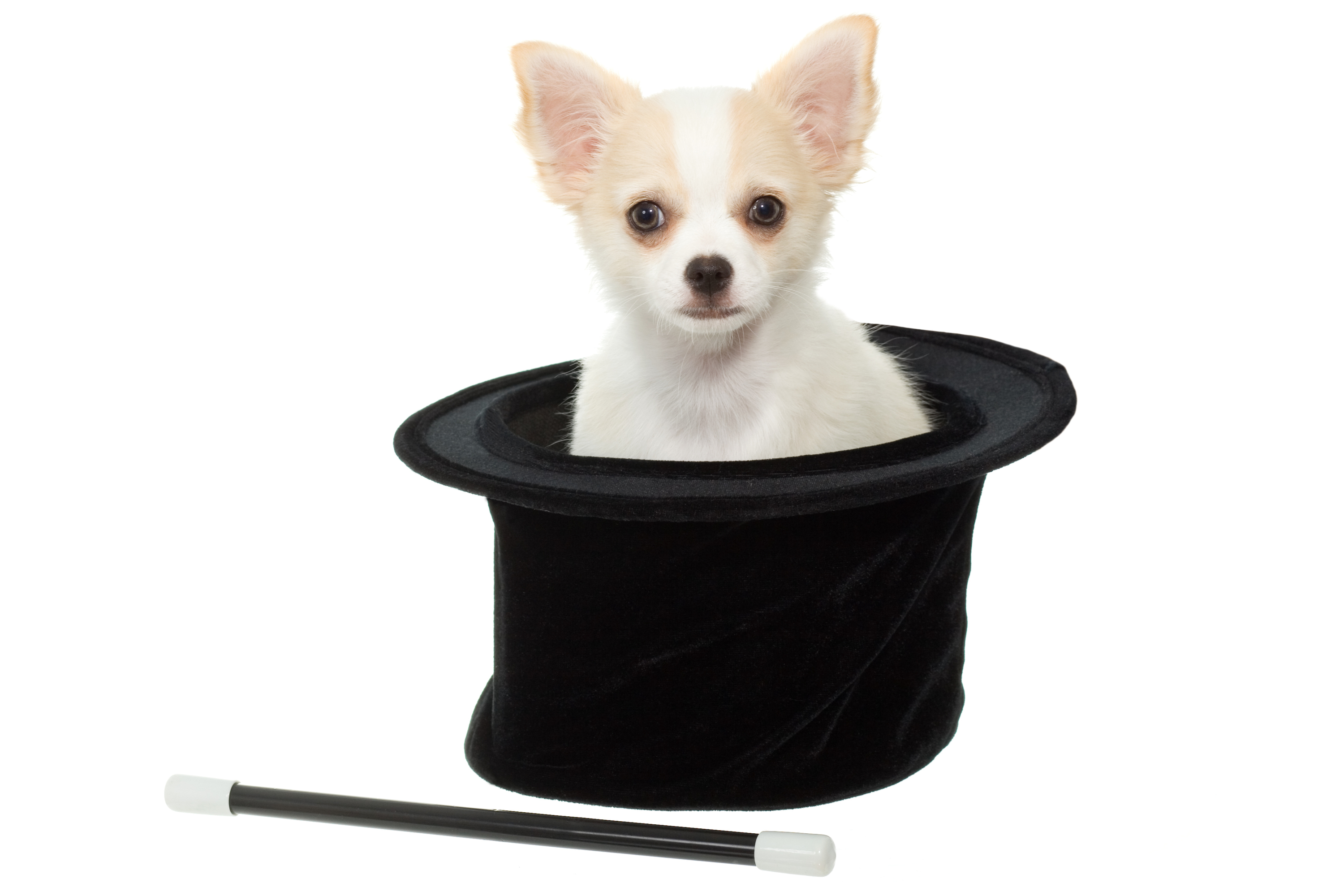 Aesthetic Dog Names for Every Vibe: Y2K, Grunge, and more | PawTracks