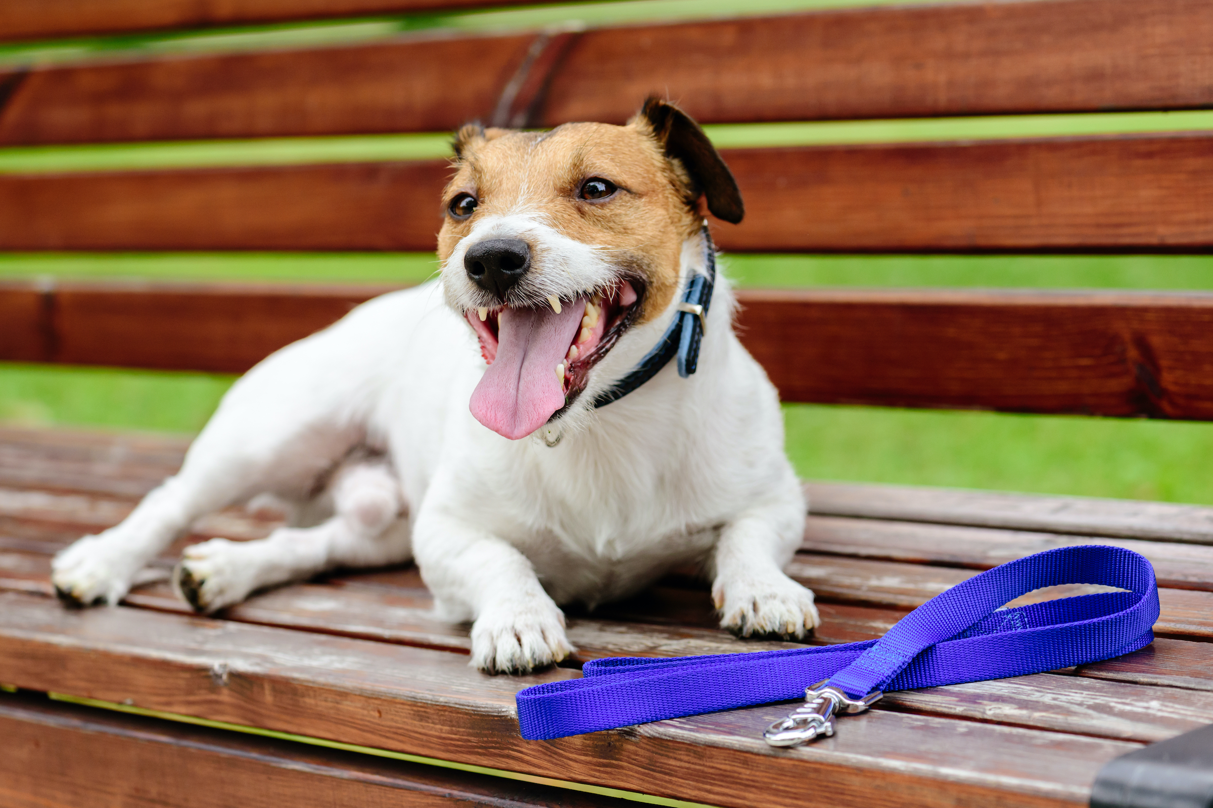 5 Off-Leash Rules Pet Parents Need To Know | PawTracks