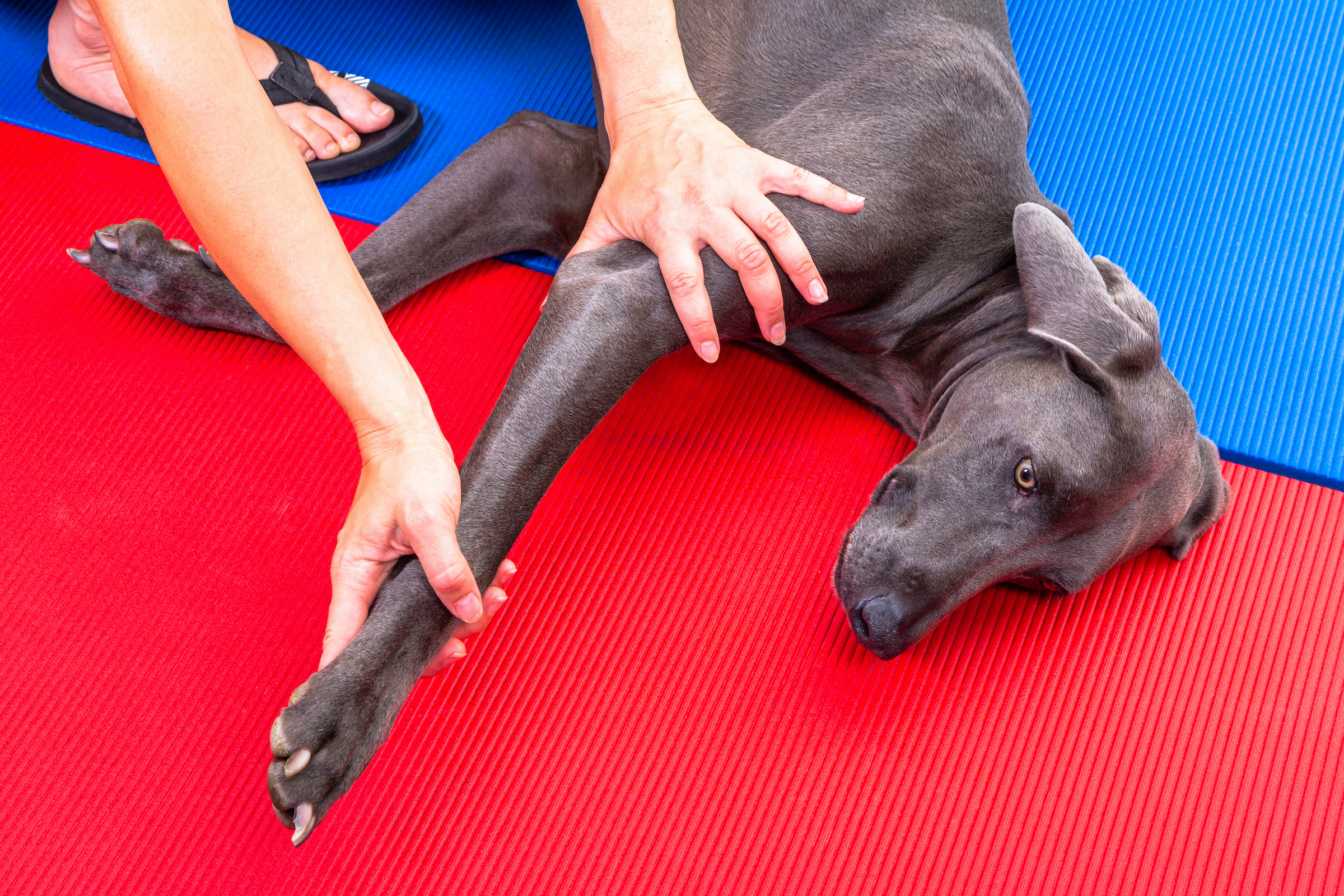 5 signs your dog suffers from joint pain | PawTracks