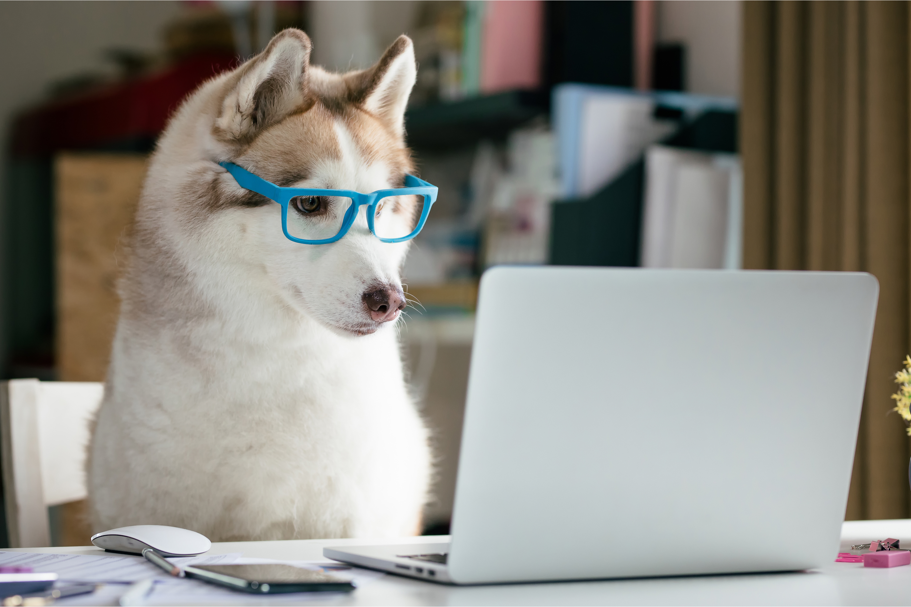 Breeding And Raising Minnows: What You Need To Know | PawTracks