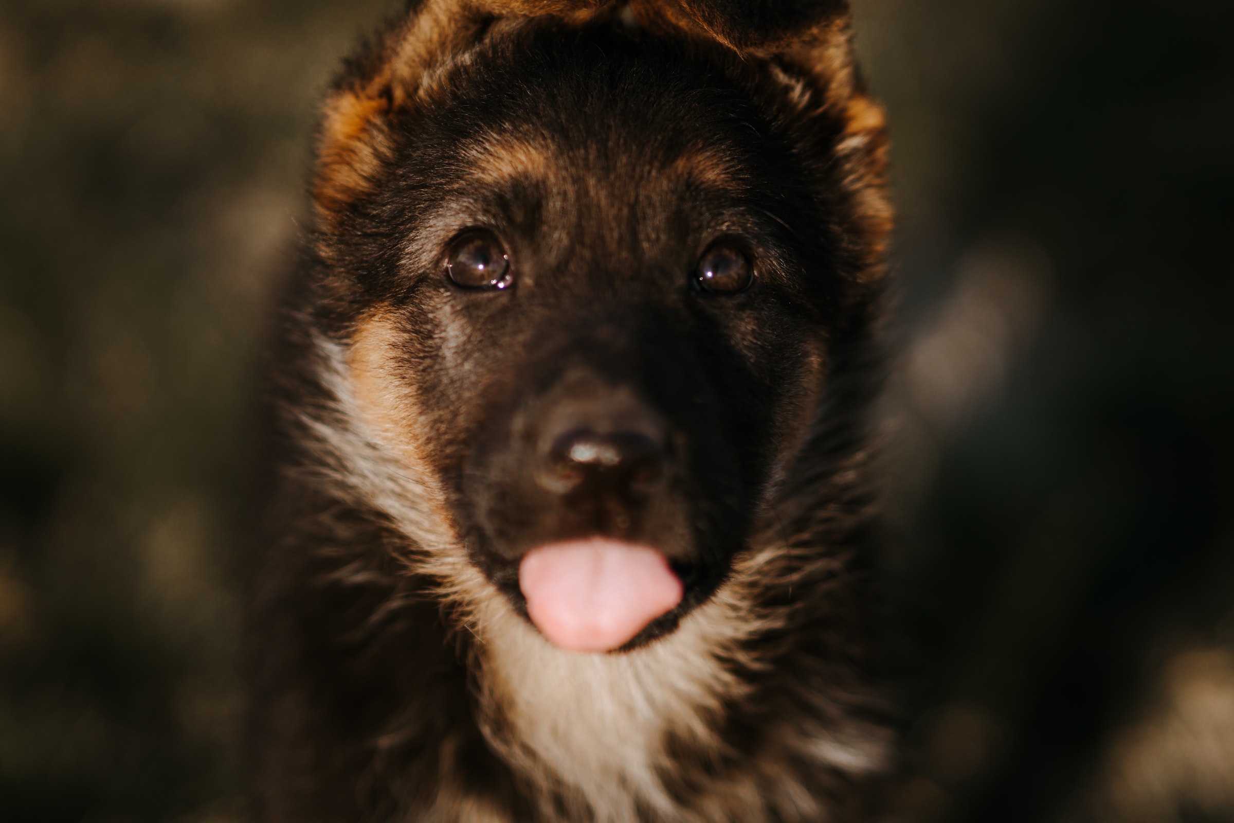 Is your dog's tongue sticking out? Here's what it means | PawTracks