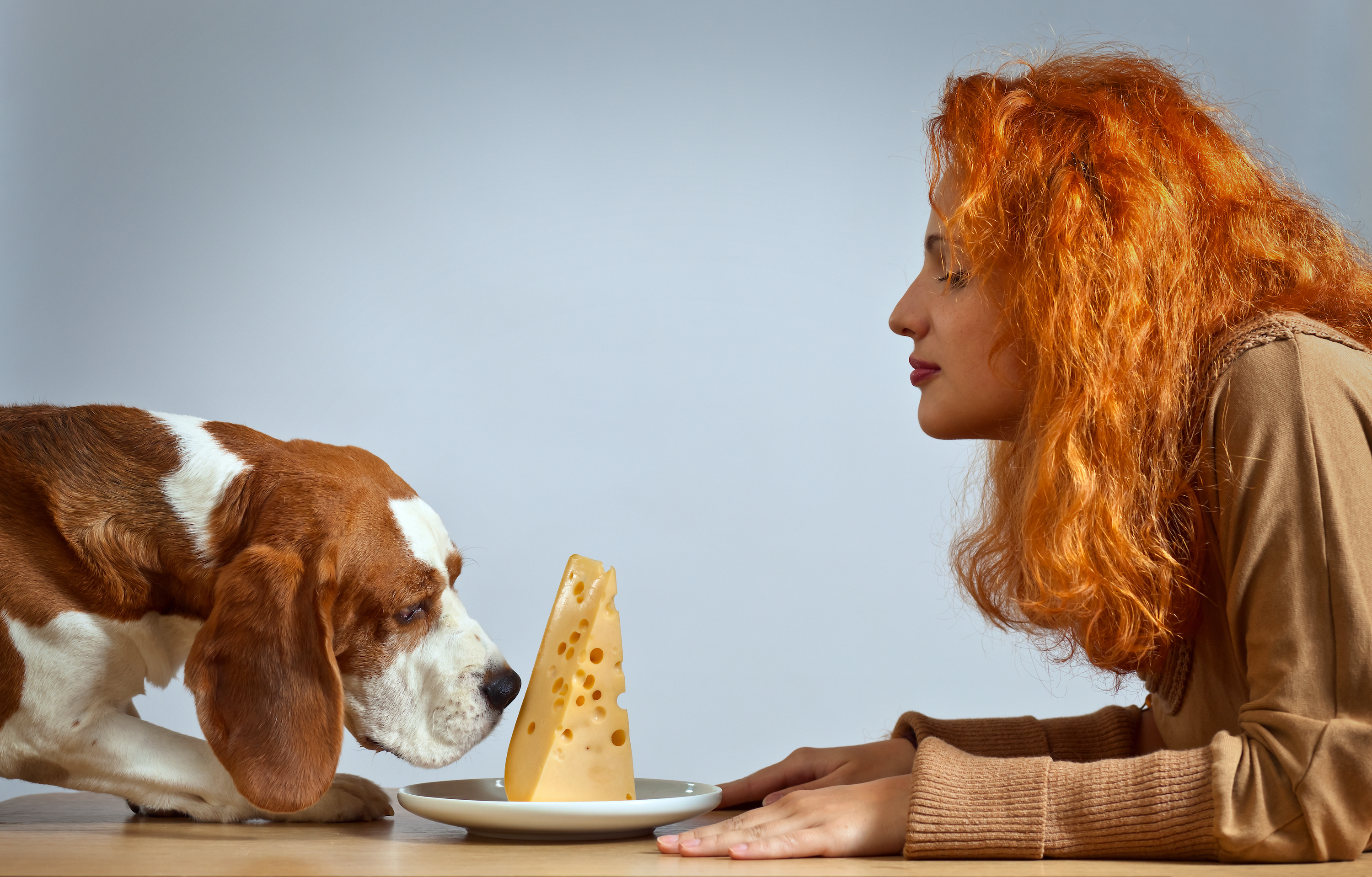 Can dogs eat cheese? Here's what you should know | PawTracks
