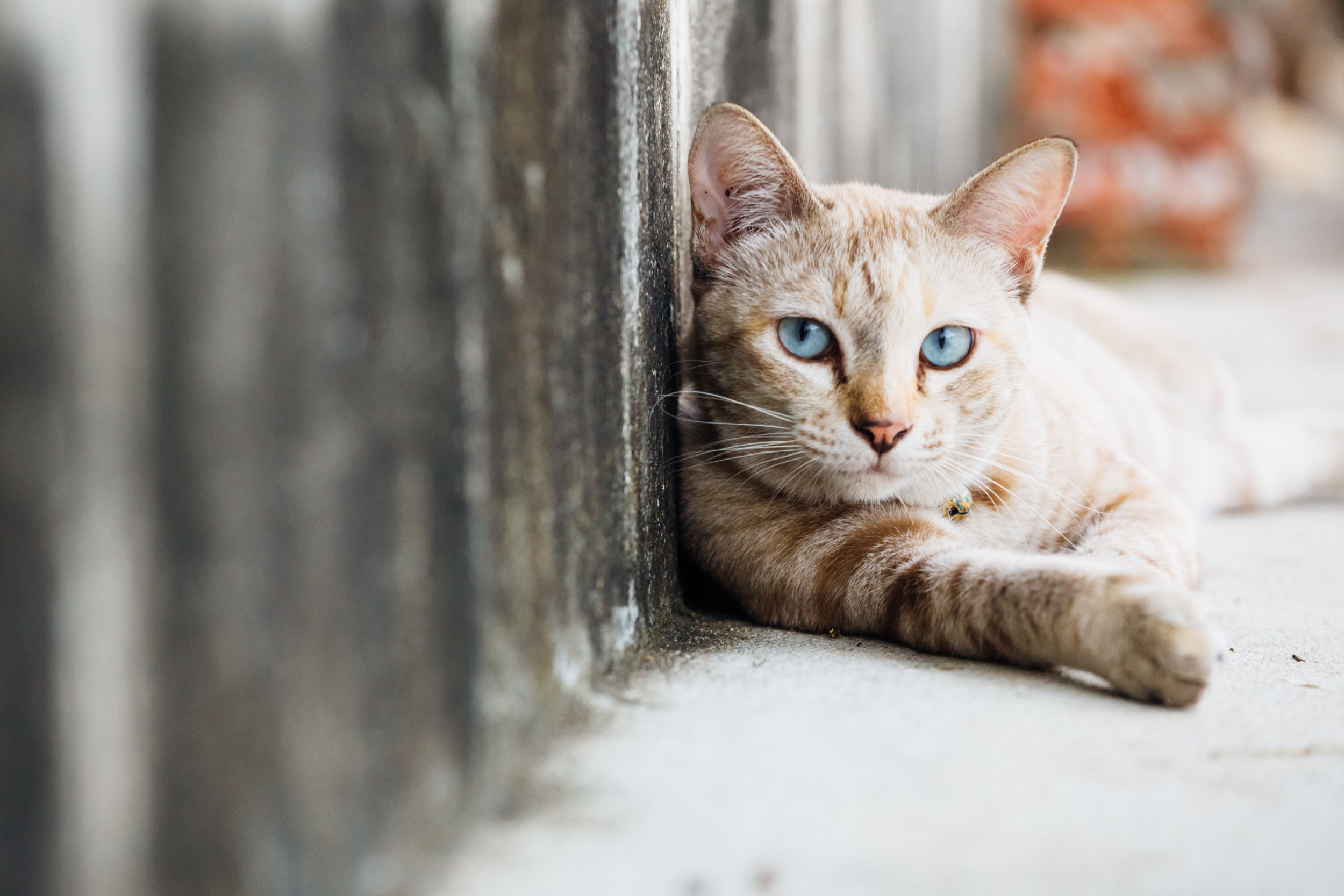 Here's How to Safely Approach and Help a Stray Cat | PawTracks