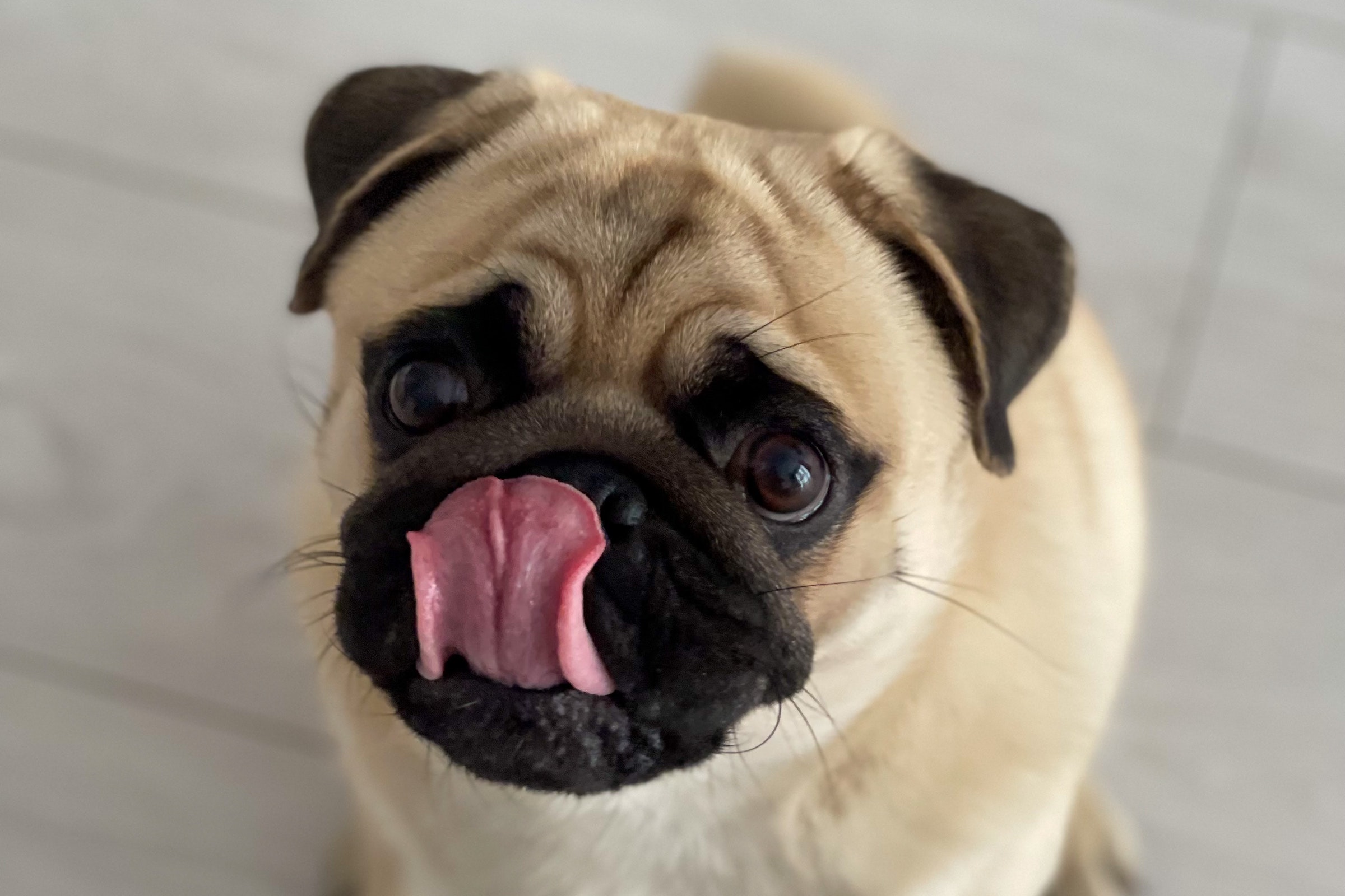 5 signs of inbred dogs and why it's a major problem | PawTracks