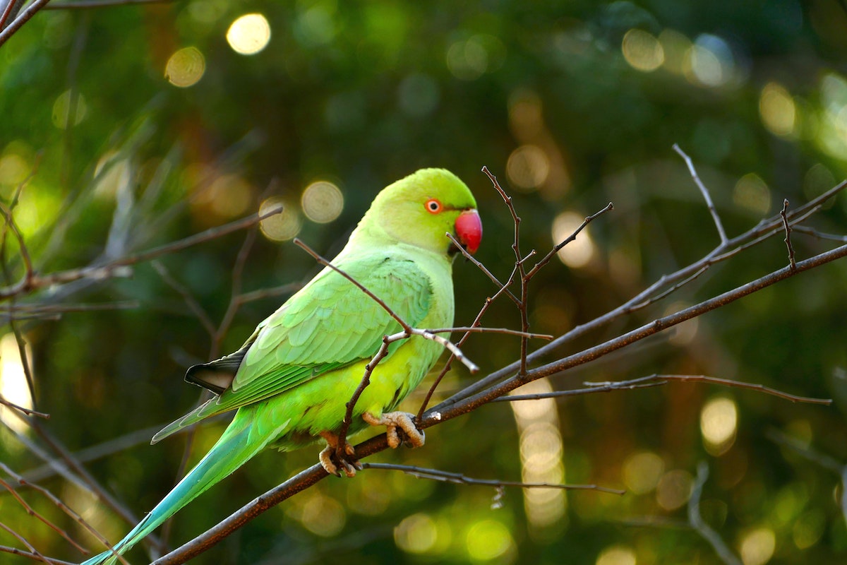 Bird Body Language, Decoded: What It Means & What You Can Do | PawTracks