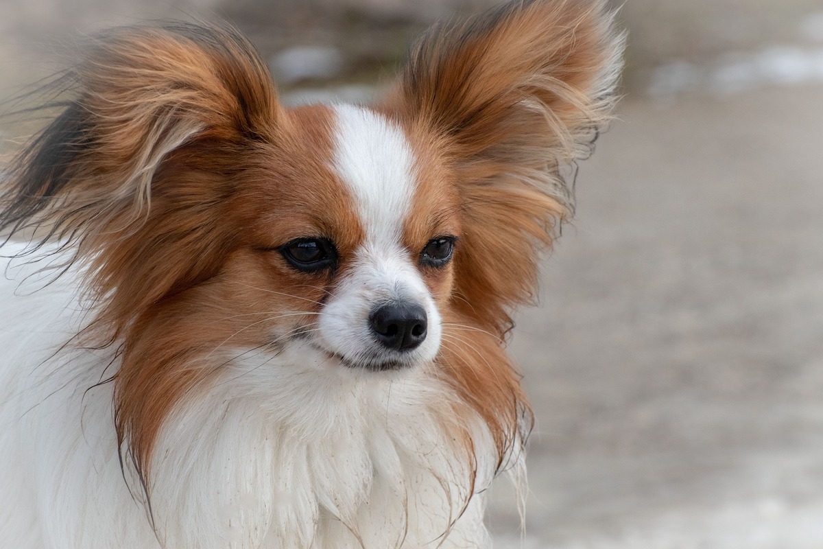 Here Are Some Fun Things You Can Do With Your Small Dog | PawTracks