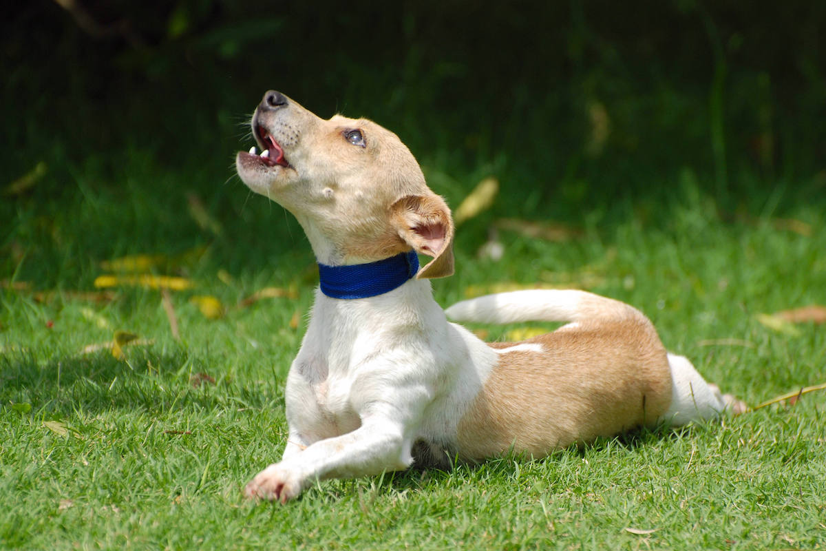 Learn to Understand a Dog’s Body Language | PawTracks