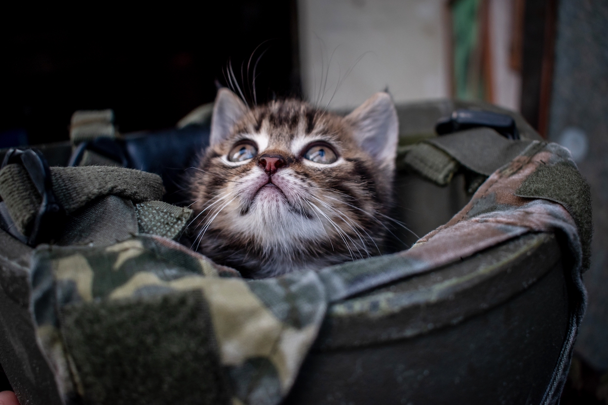 Watch These Ukrainian Soldiers with Their Front-Line Cats | PawTracks
